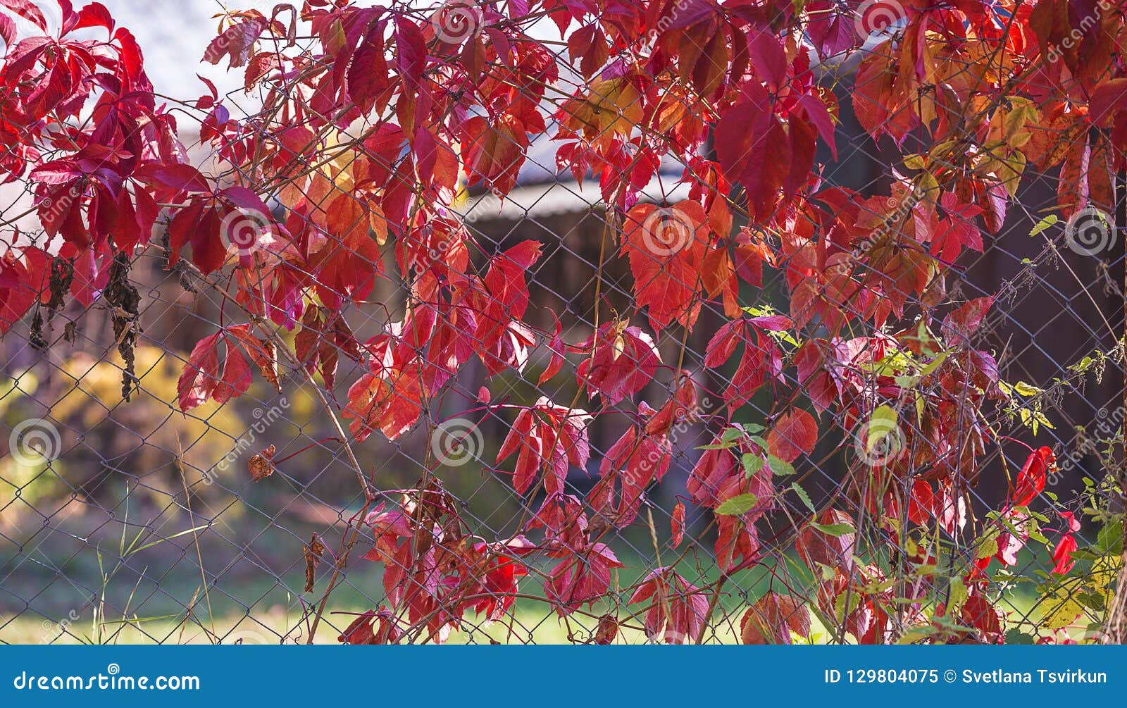 Red virginia creeper lace stock image. Image of wallpaper - 129804075