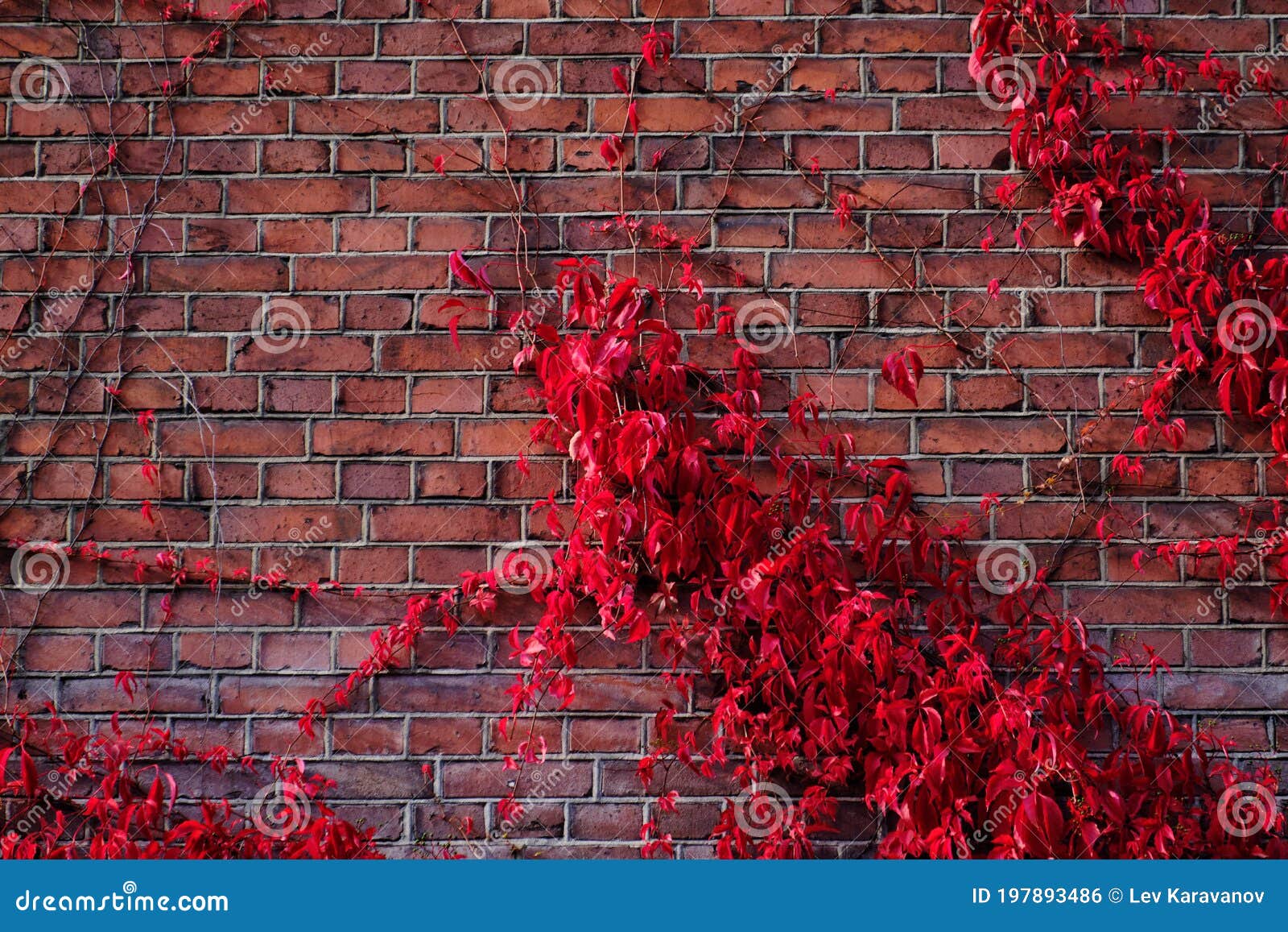 The Red Virginia Creeper on the Old Brick Wall Stock Photo - Image of ...