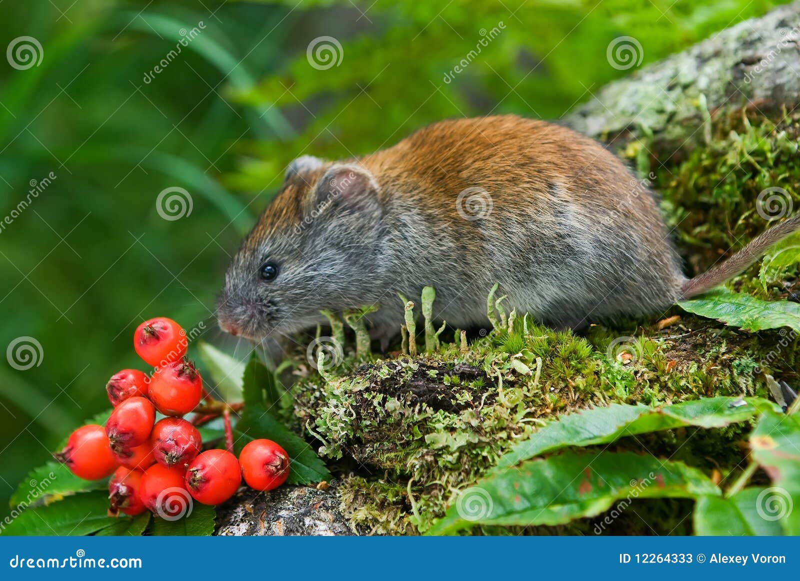 Red vole stock image. Image of mouse, magadan, foliage - 12264333