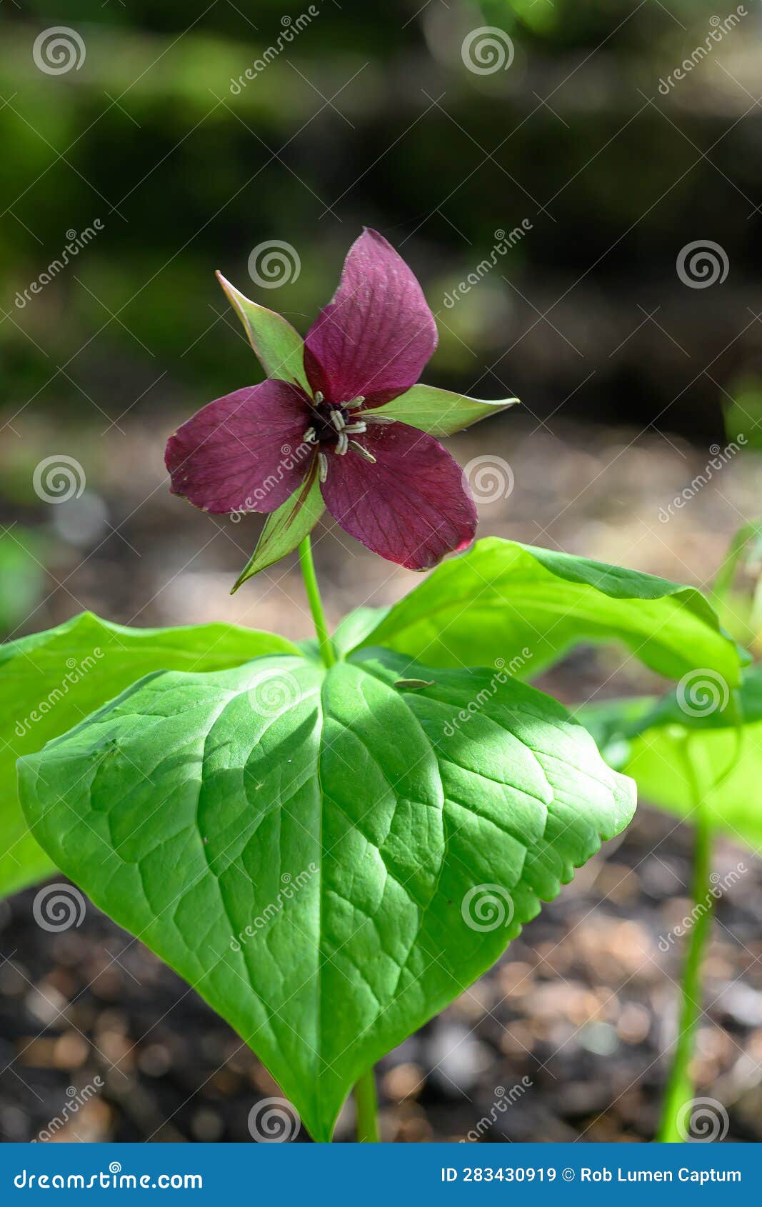 Red Wake Robin Trillium Erectum, a Maroon Flower Stock Image - Image of ...