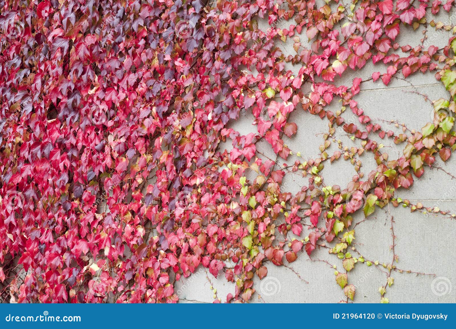 Red wall ivy stock photo. Image of flora, creeping, color - 21964120