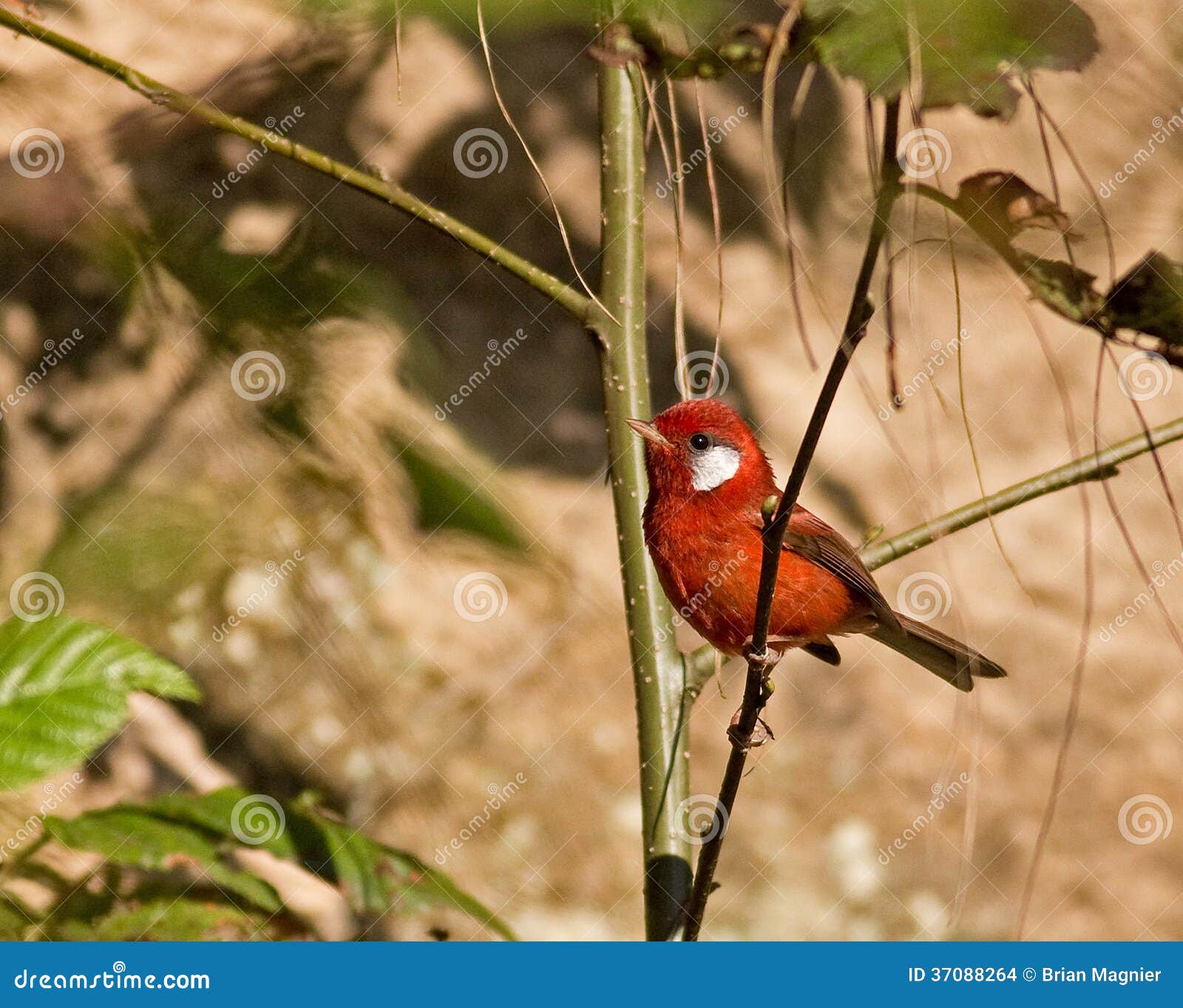 Red Warbler stock photo. Image of tree, pretty, warbler - 37088264
