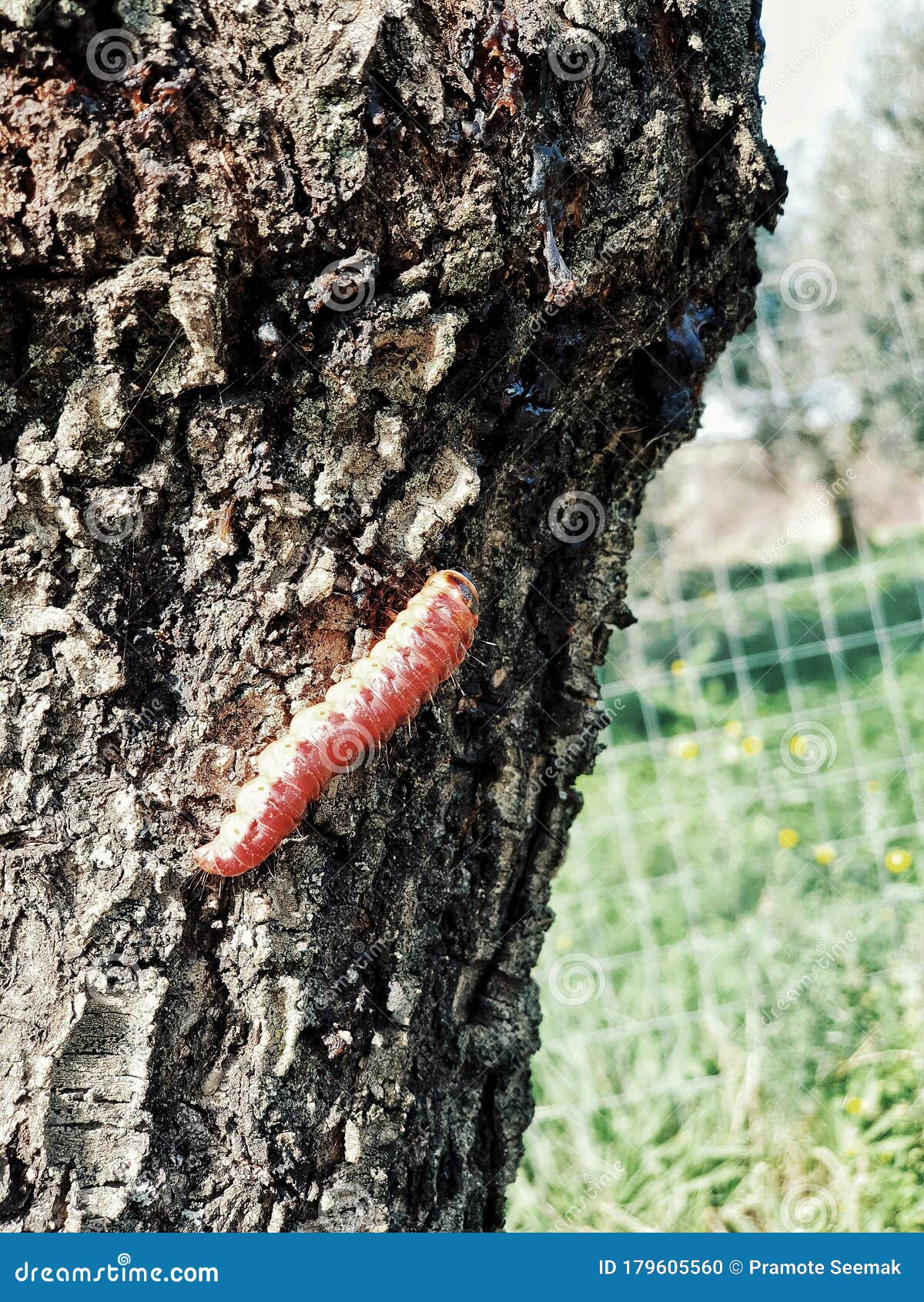 Red Warm on the Tree, Insect, Animal, Wildlife Stock Photo - Image of ...