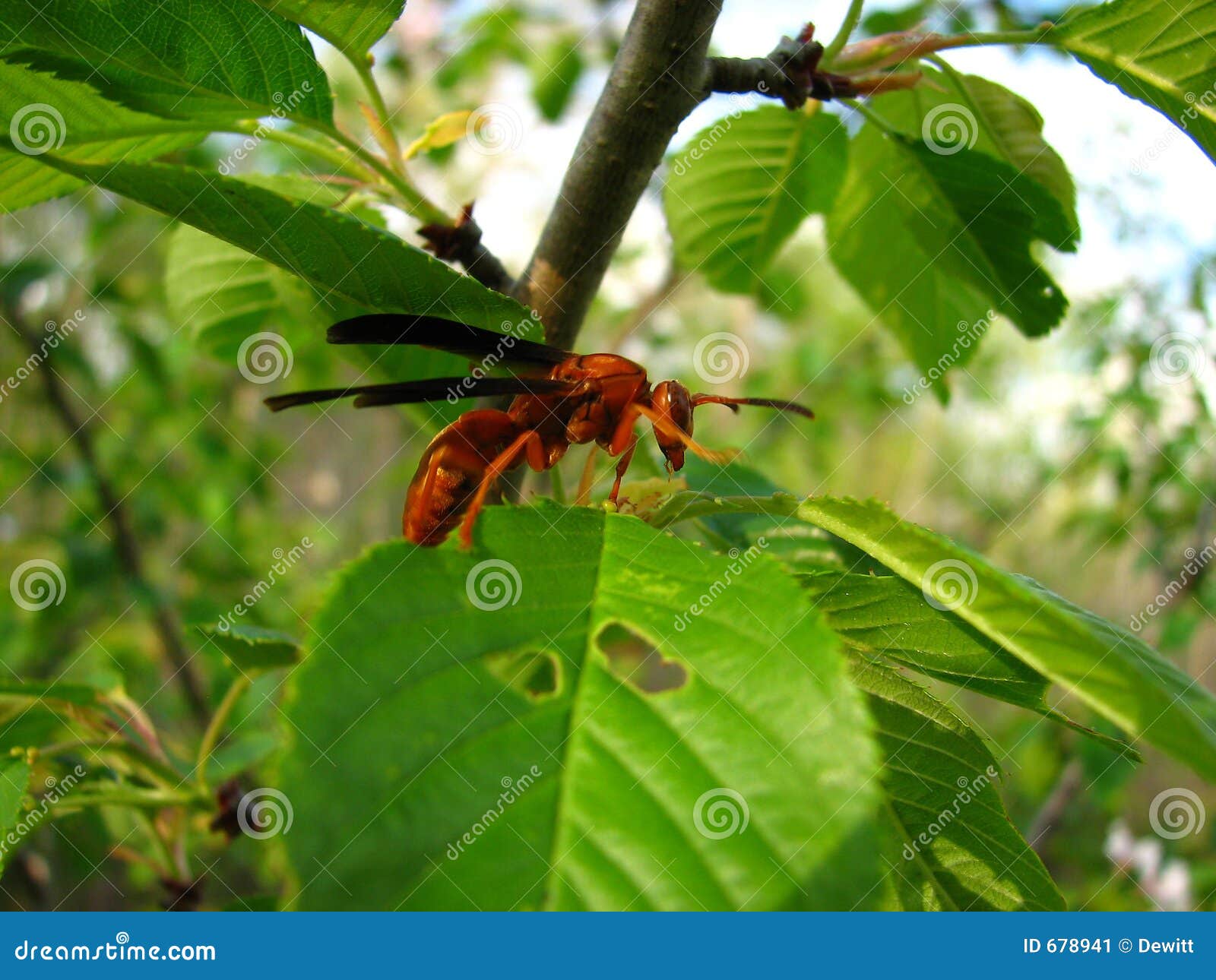 Red Wasp stock image. Image of nature, wasp, flying, leaf - 678941