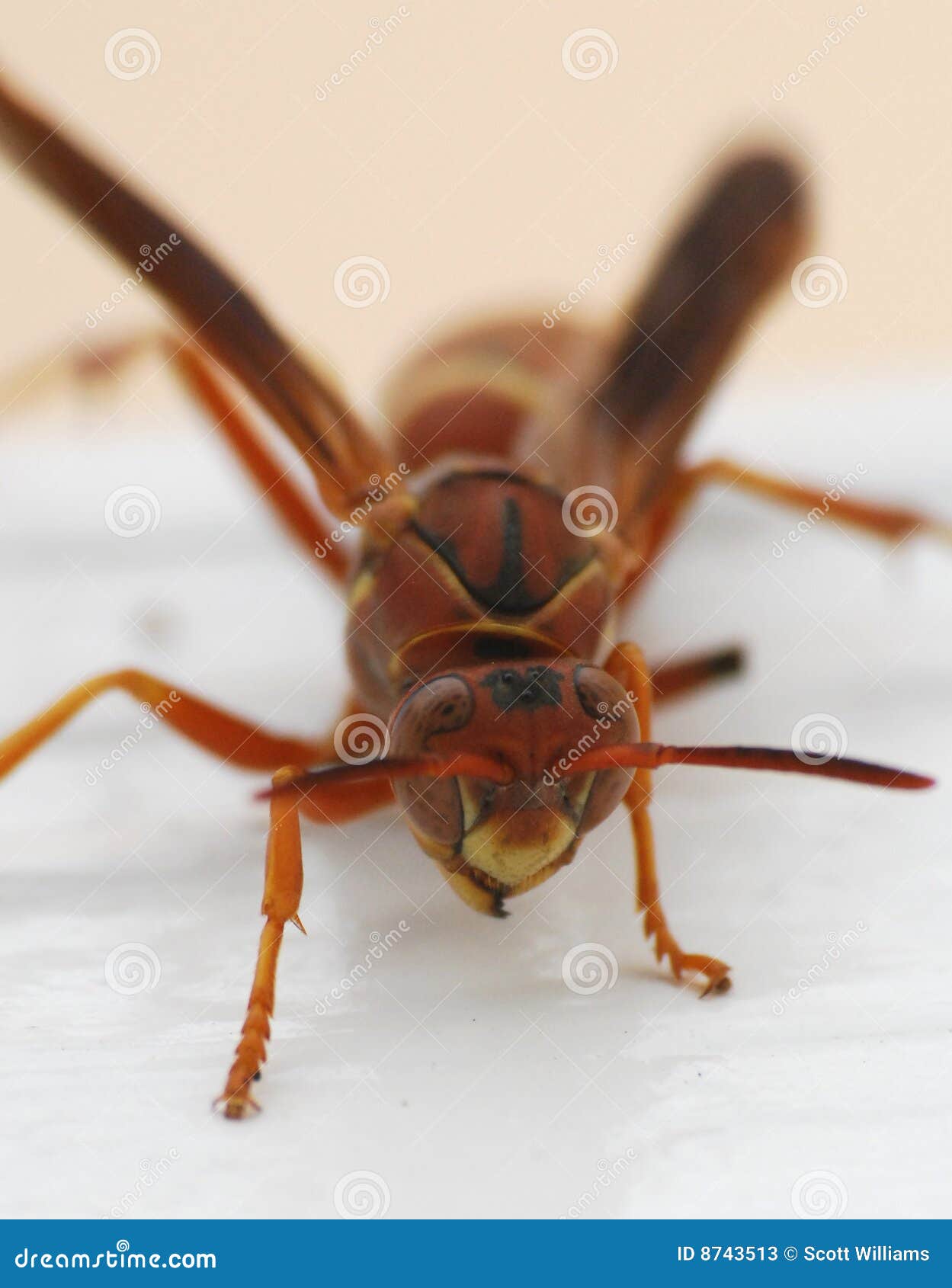 Red Wasp stock image. Image of insects, dangerous, poisonous - 8743513