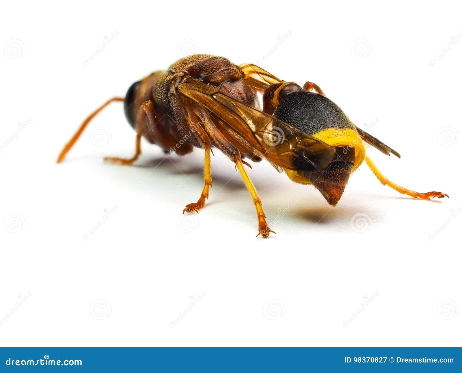 Red Wasp Hornet Isolated on White Background. Stock Image - Image of ...