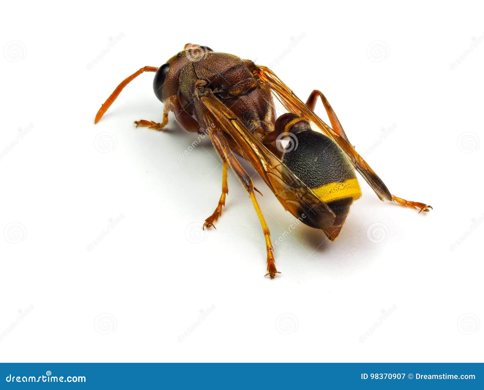 Red Wasp Hornet Isolated on White Background. Stock Image - Image of ...