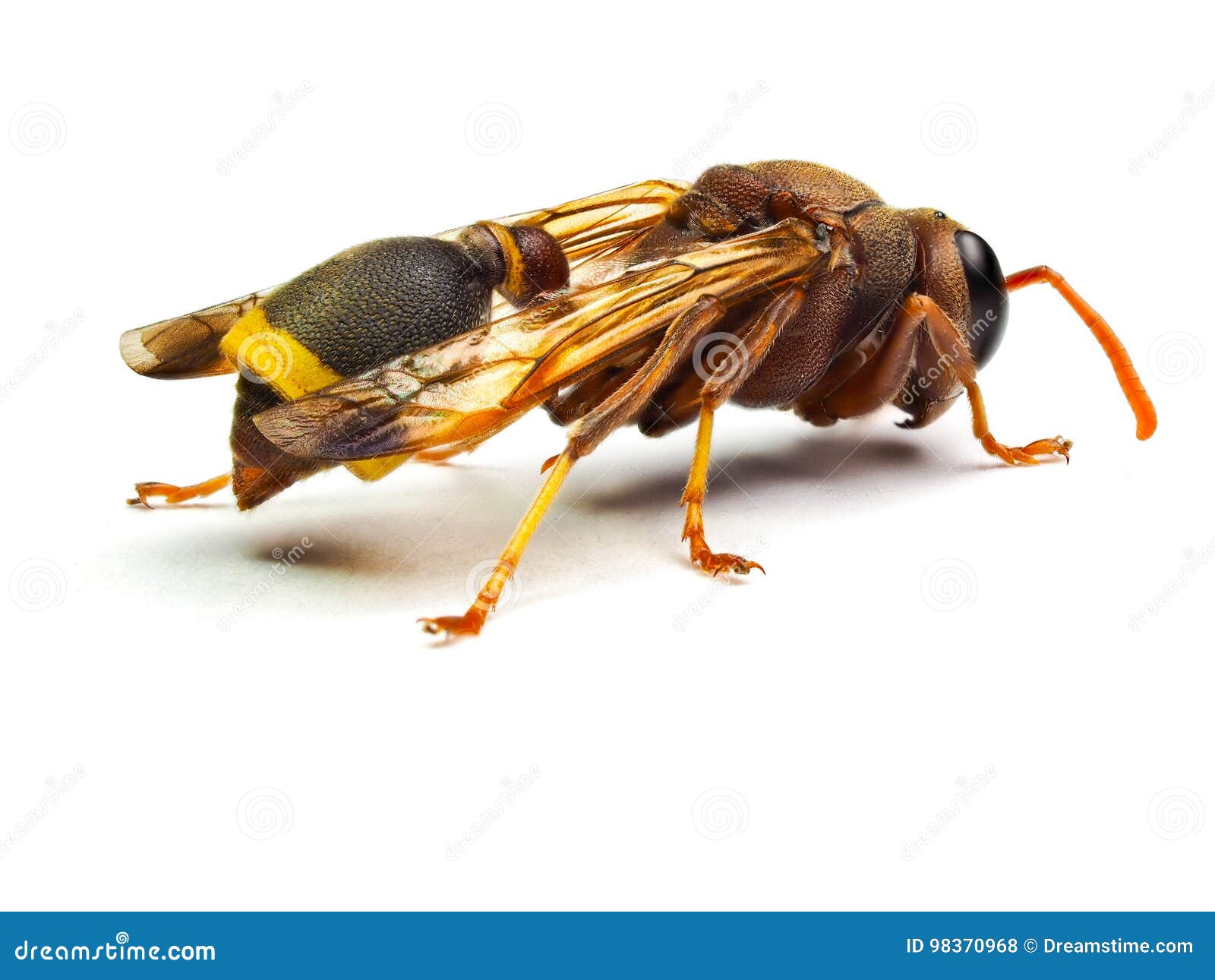 Red Wasp Hornet Isolated On White Background. Stock Photo - Image of ...