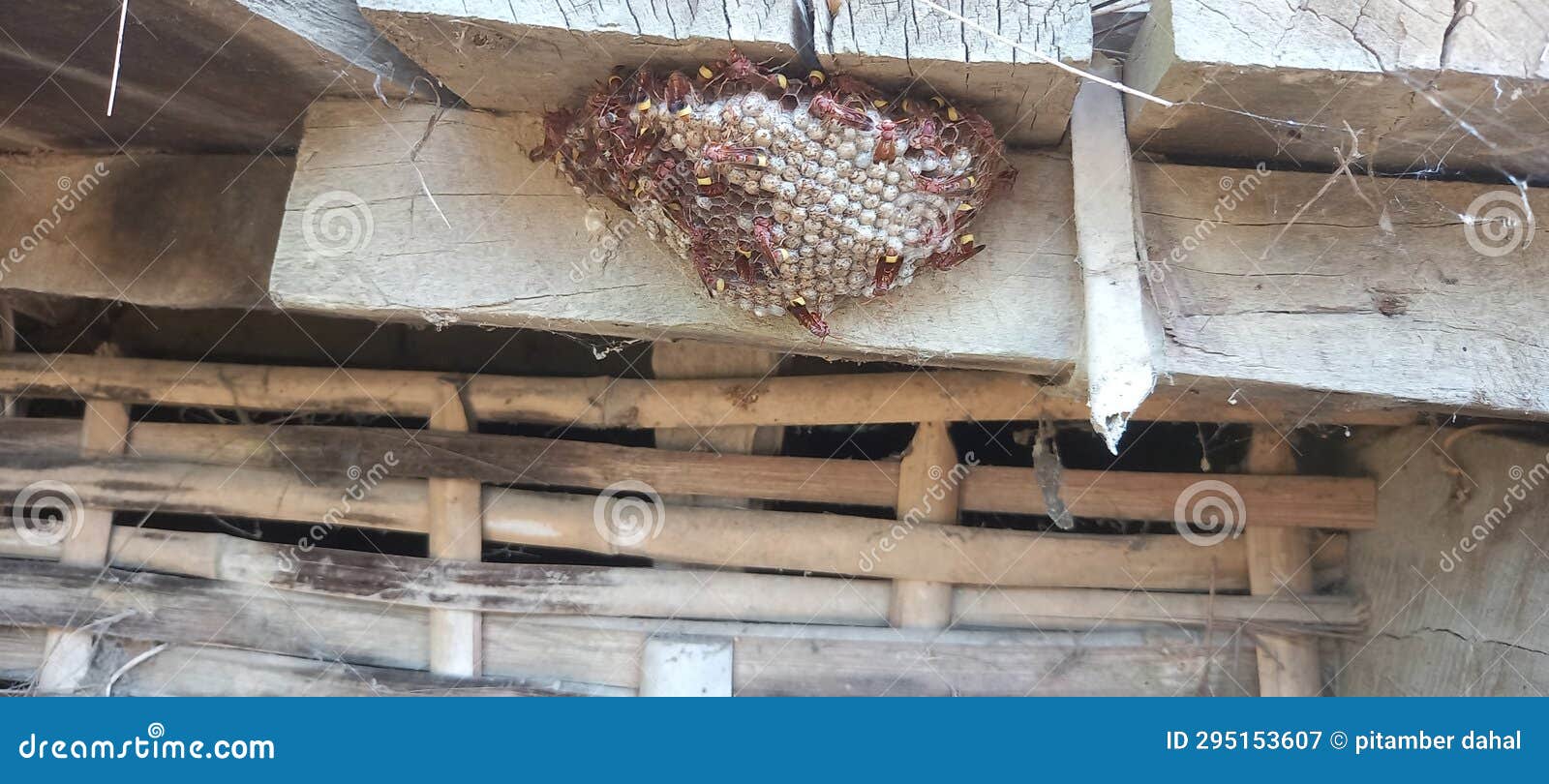 Red Wasp Nest in the House ,wasp Nesting Stock Image - Image of wasp ...