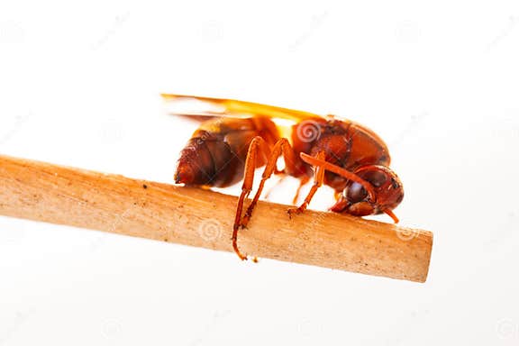 Red wasp stock image. Image of background, predator - 336904631