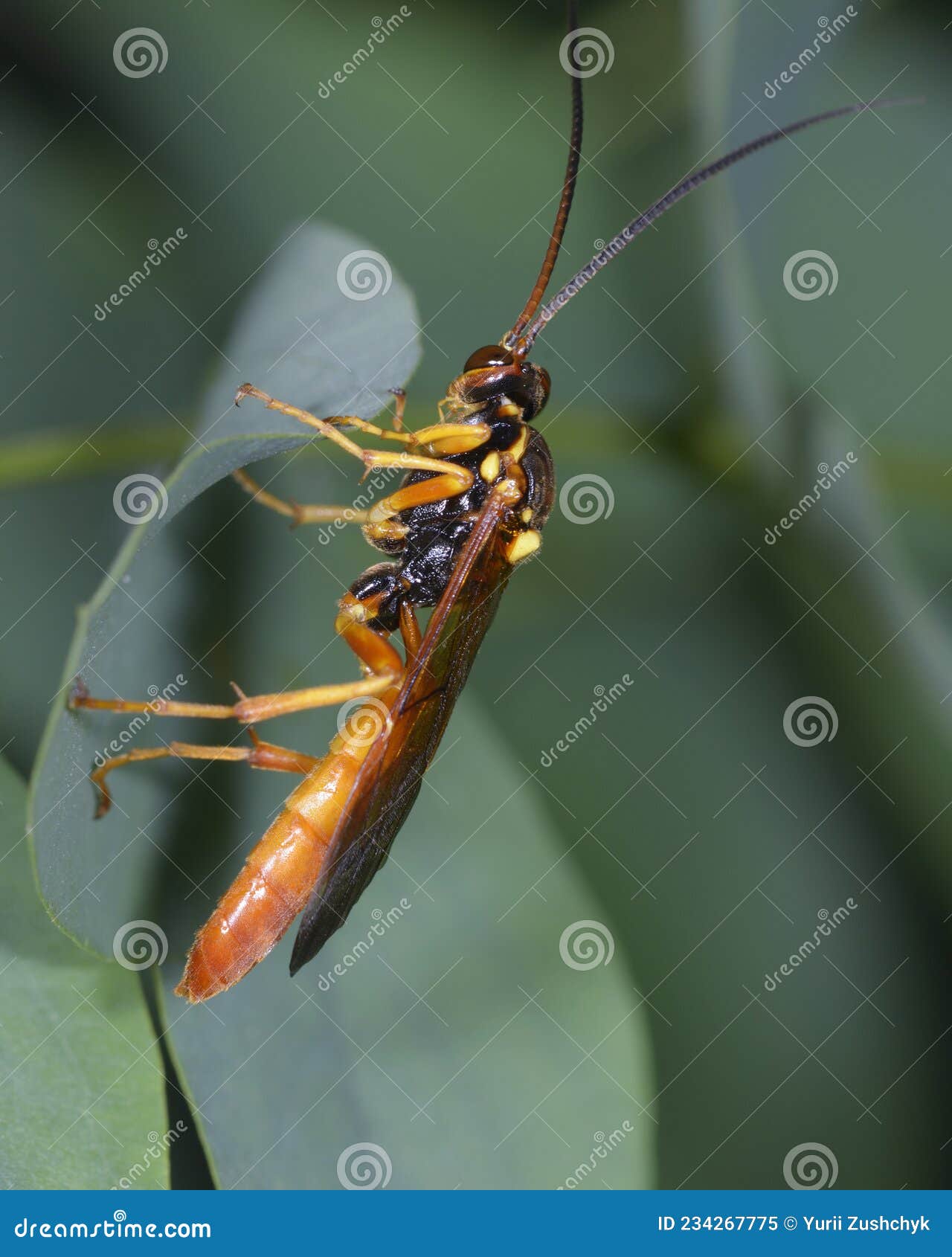 Katydid Molting Isolated On Black Background. Stock Photo ...
