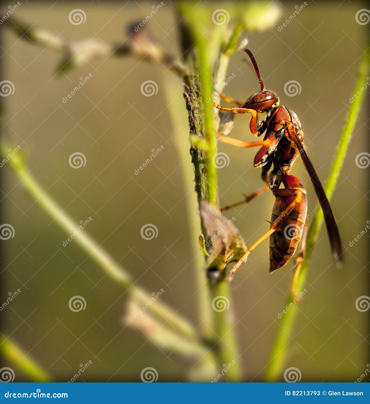 Wasper Stock Photos - Free & Royalty-Free Stock Photos from Dreamstime