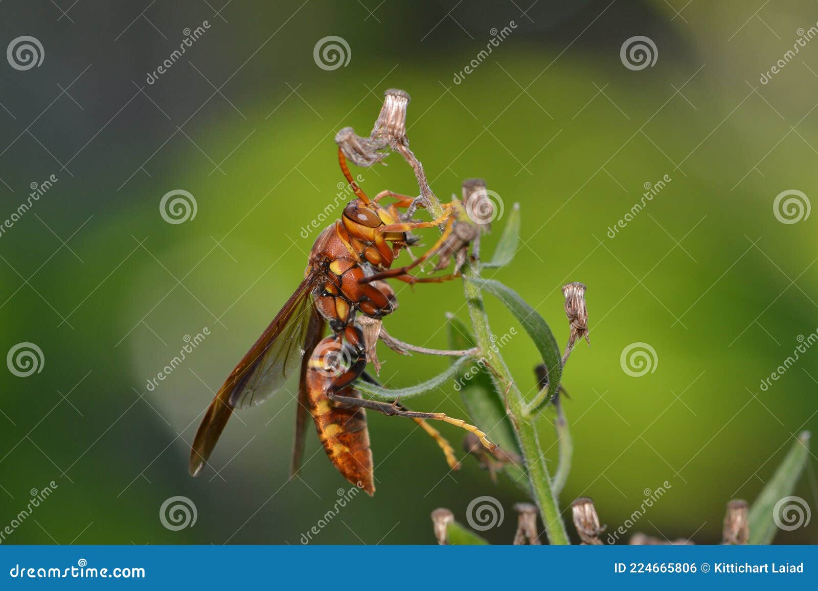 Red wasp in Thailand stock photo. Image of nature, beautynature - 224665806
