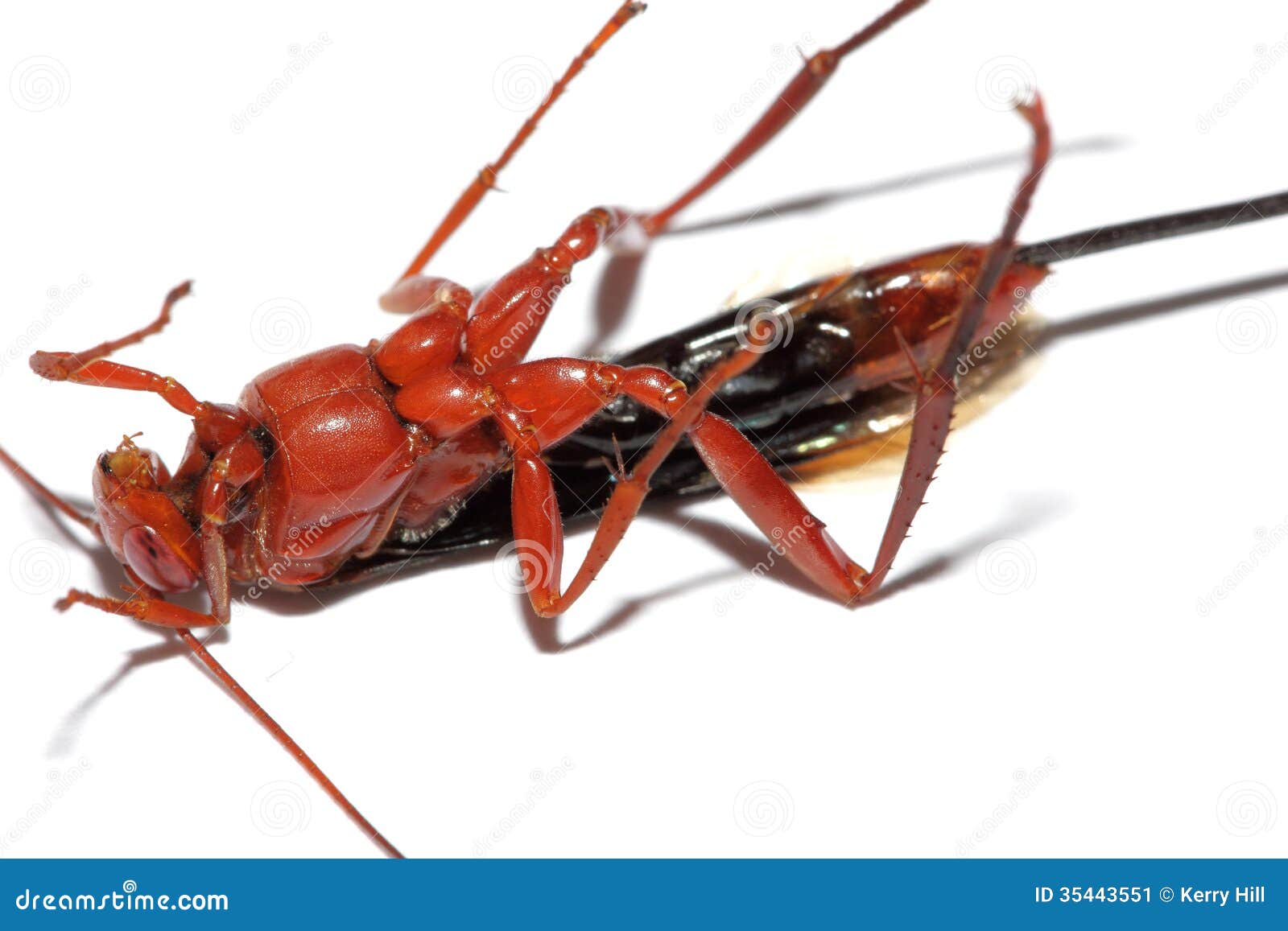 Red wasp stock image. Image of closeup, brown, metallic - 35443551