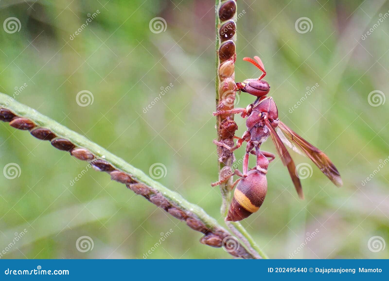 Red wasps stock photo. Image of produce, grass, macro - 202495440