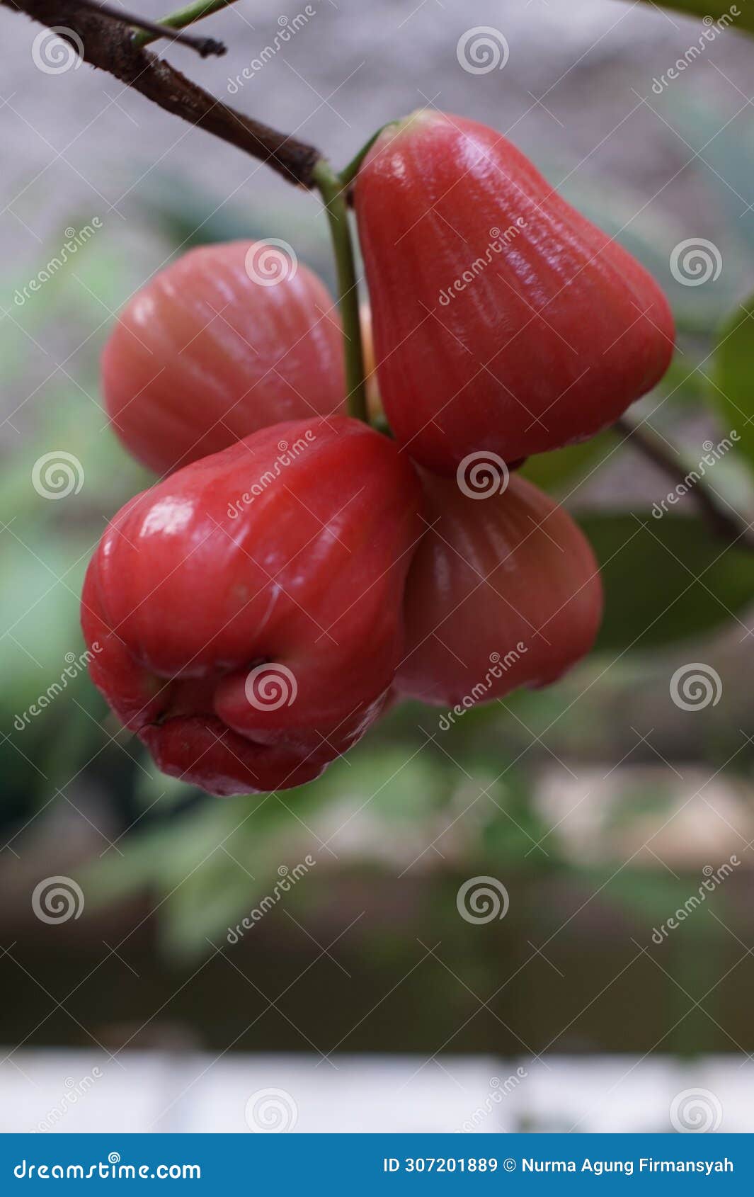 The water apple fruits stock image. Image of beauty - 307201889