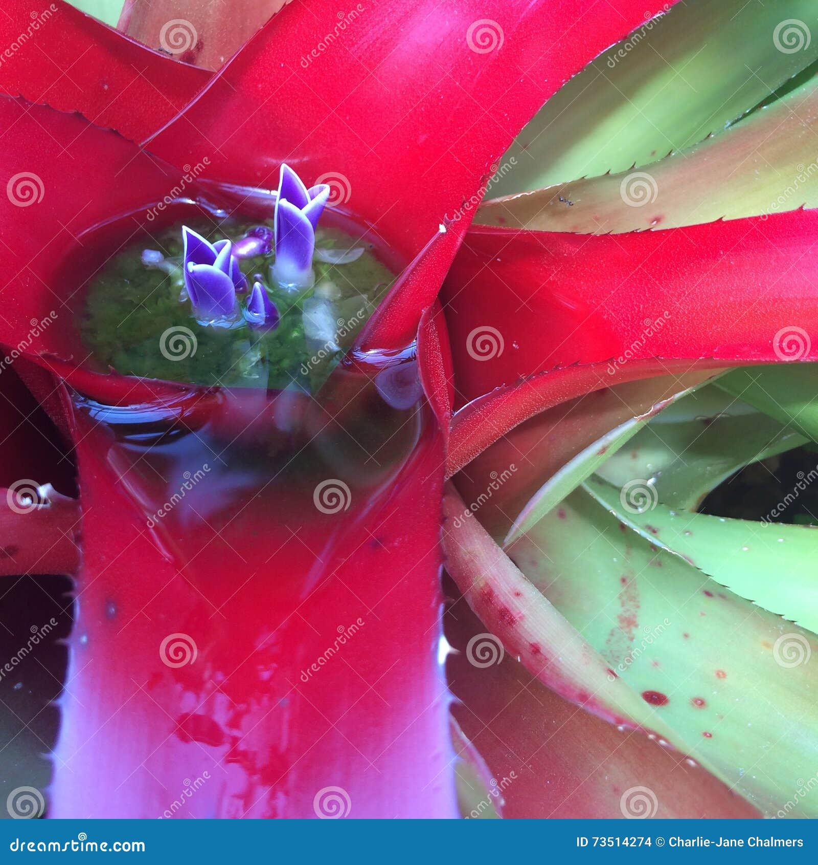 Red water flower stock photo. Image of plant, bright - 73514274