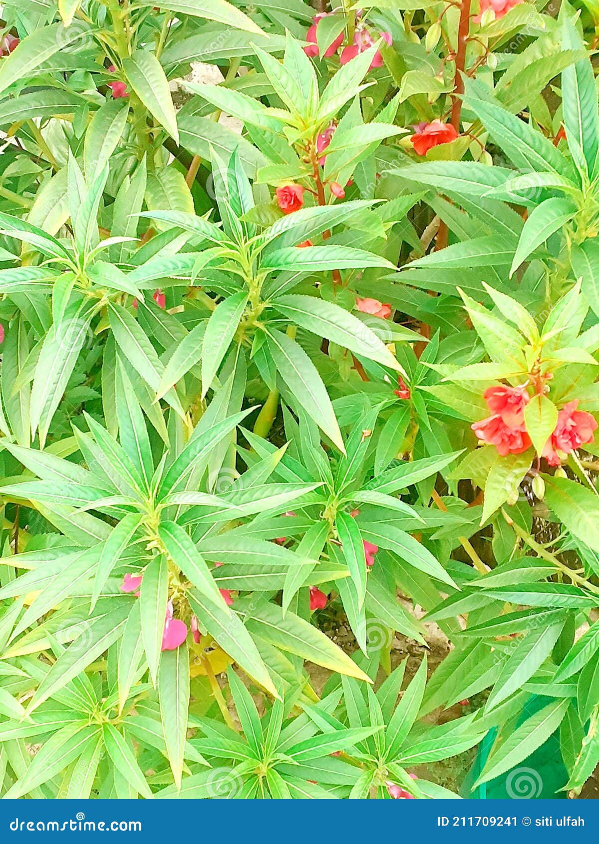 Water Henna Is A Plant That Is Native To South And Southeast Asia But ...