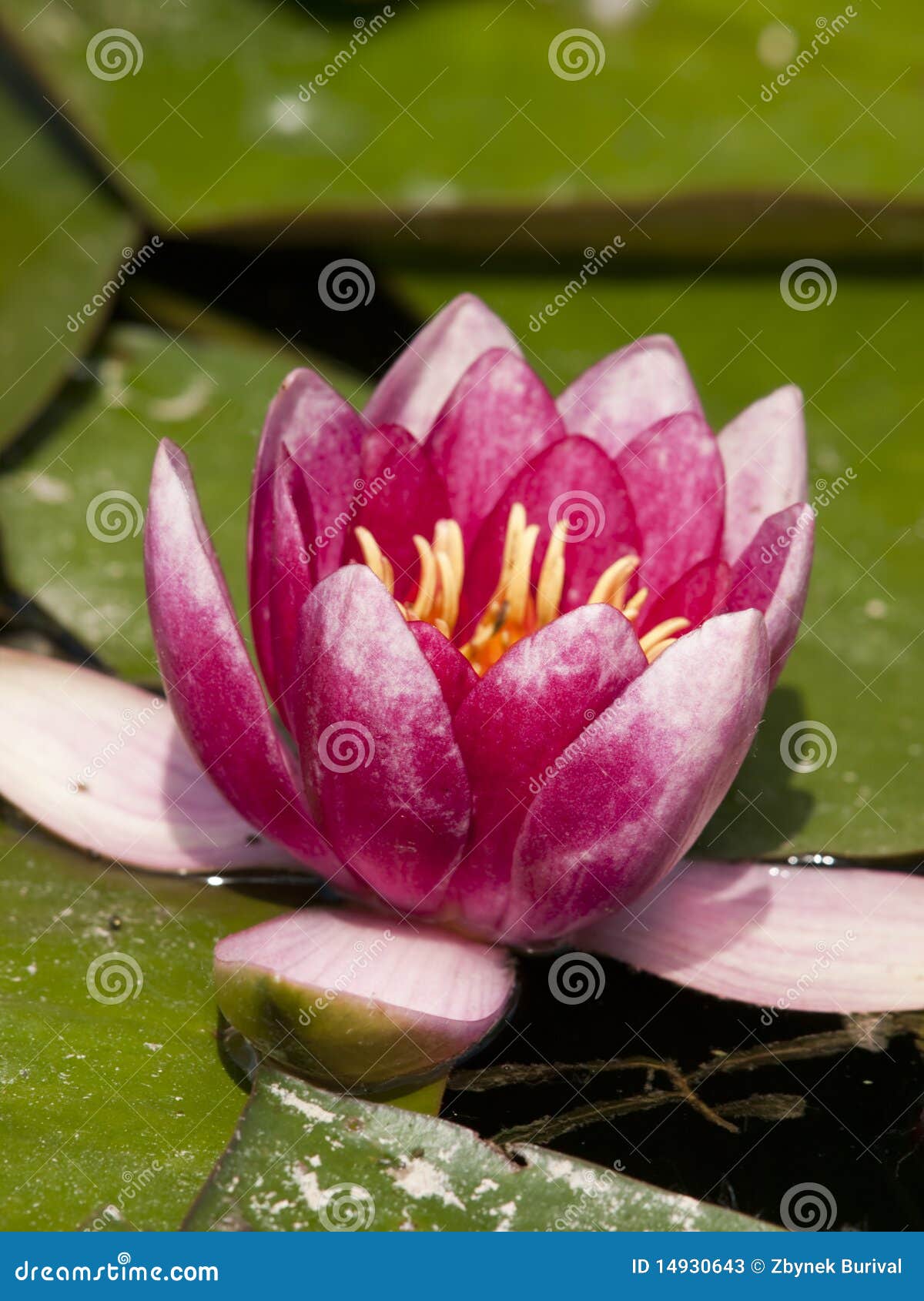 Red water lily stock image. Image of lily, plant, decorative - 14930643