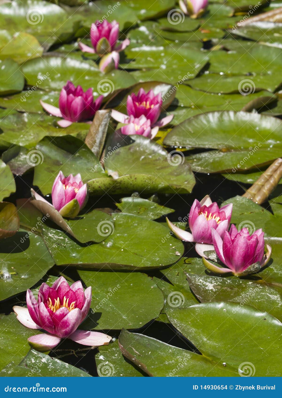 Red water lily stock photo. Image of exotic, flower, colorful - 14930654