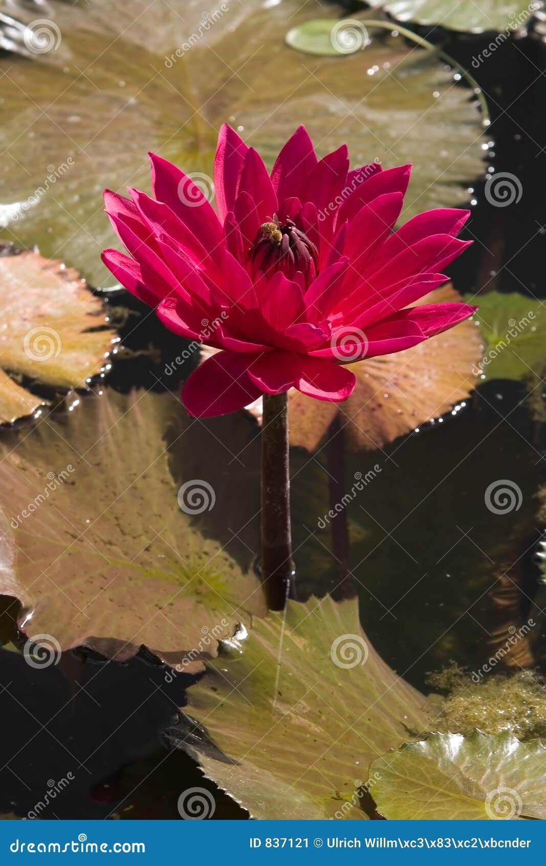 Red water lily stock image. Image of pond, leaf, flower - 837121