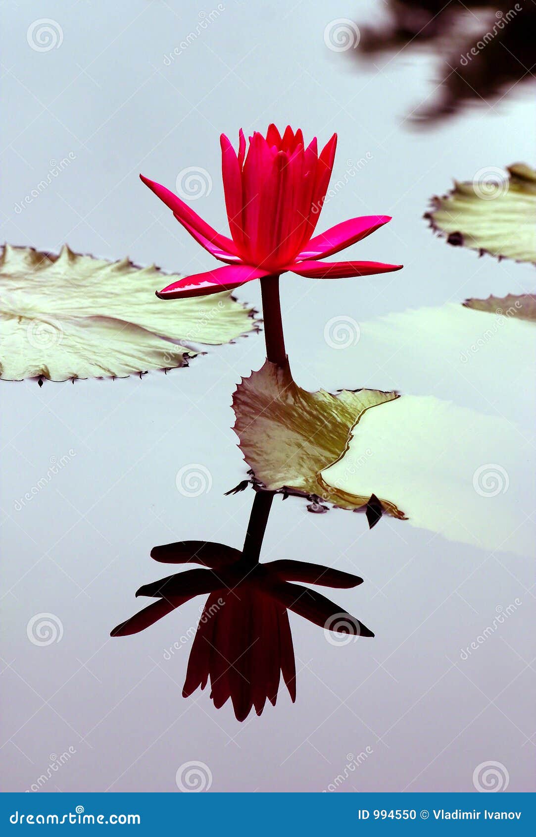 Red water lily stock photo. Image of petals, botany, blooming - 994550