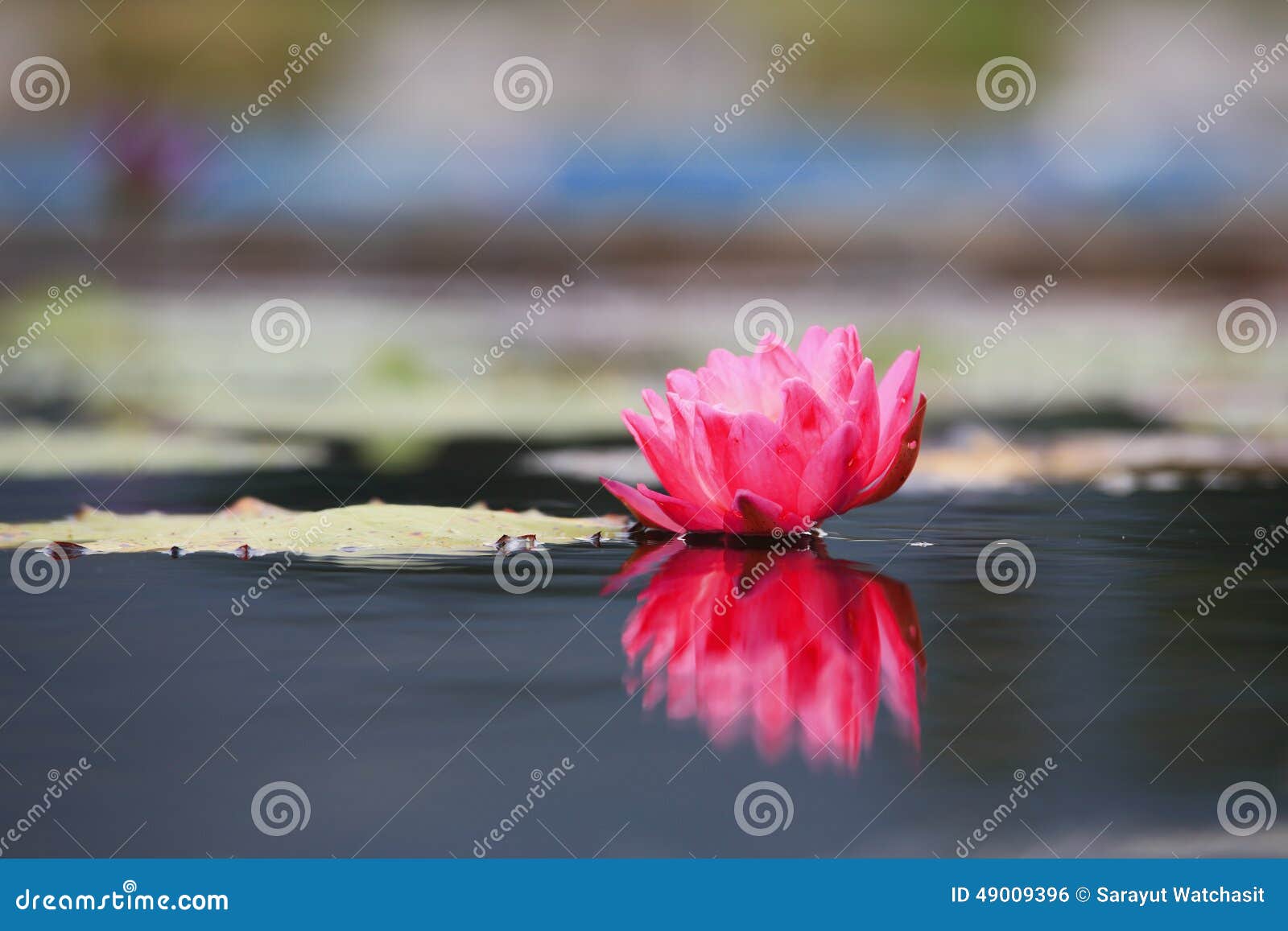 Red Water lily stock photo. Image of flower, water, lily - 49009396