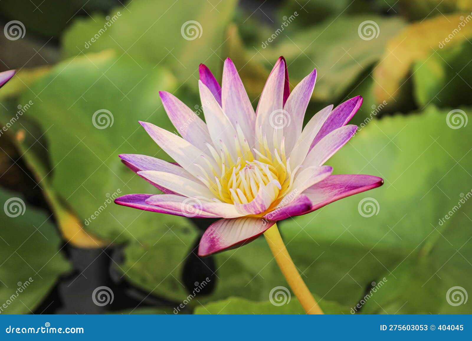 Red Water Lily (Nymphaea Rubra) Stock Image - Image of flower, spring ...