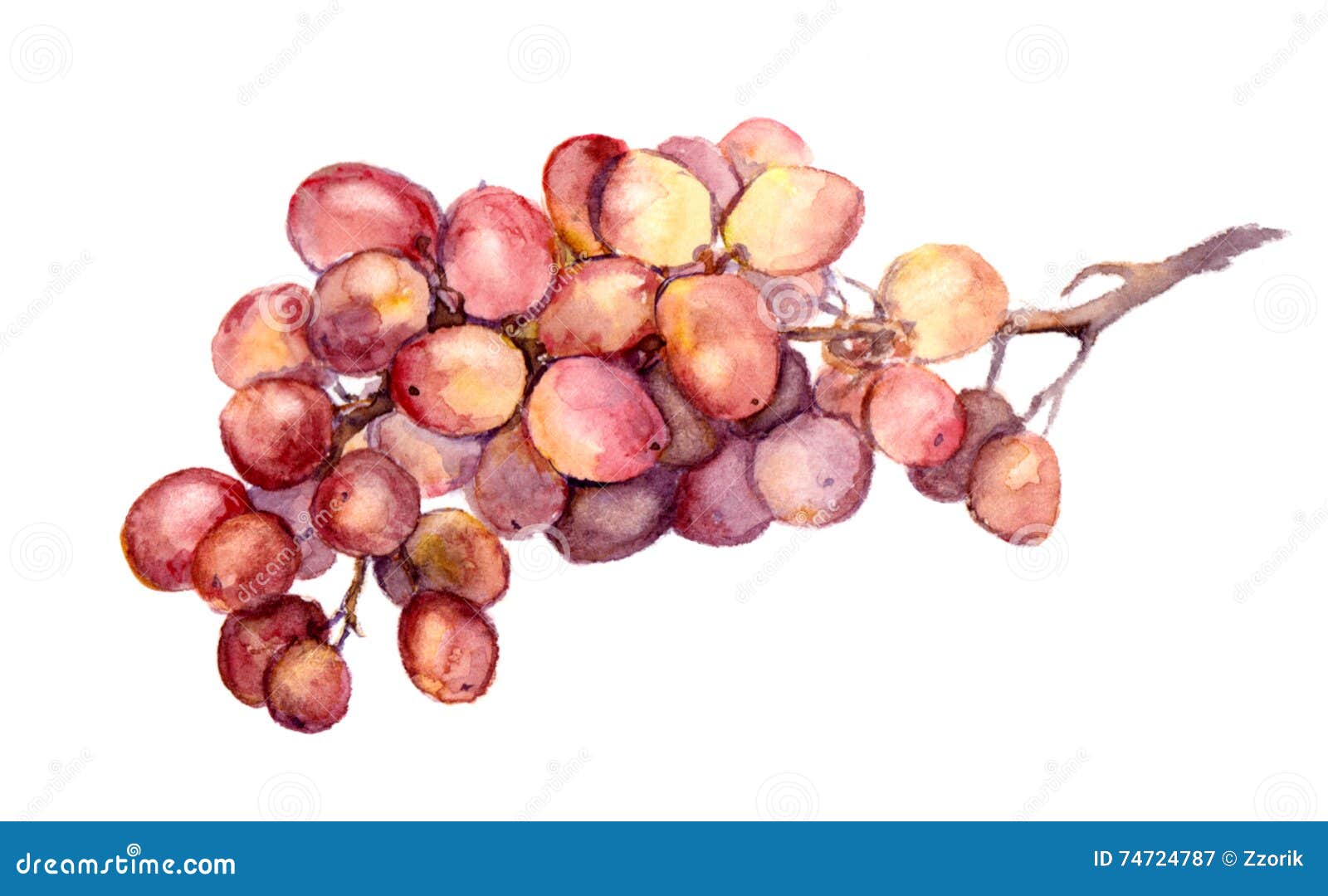 Red watercolor grape stock illustration. Illustration of vine - 74724787