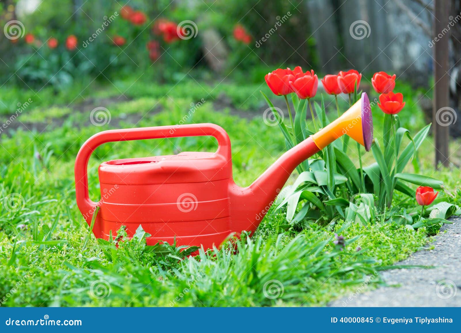 Red Watering Can in the Garden Stock Image - Image of flowerbed, path ...