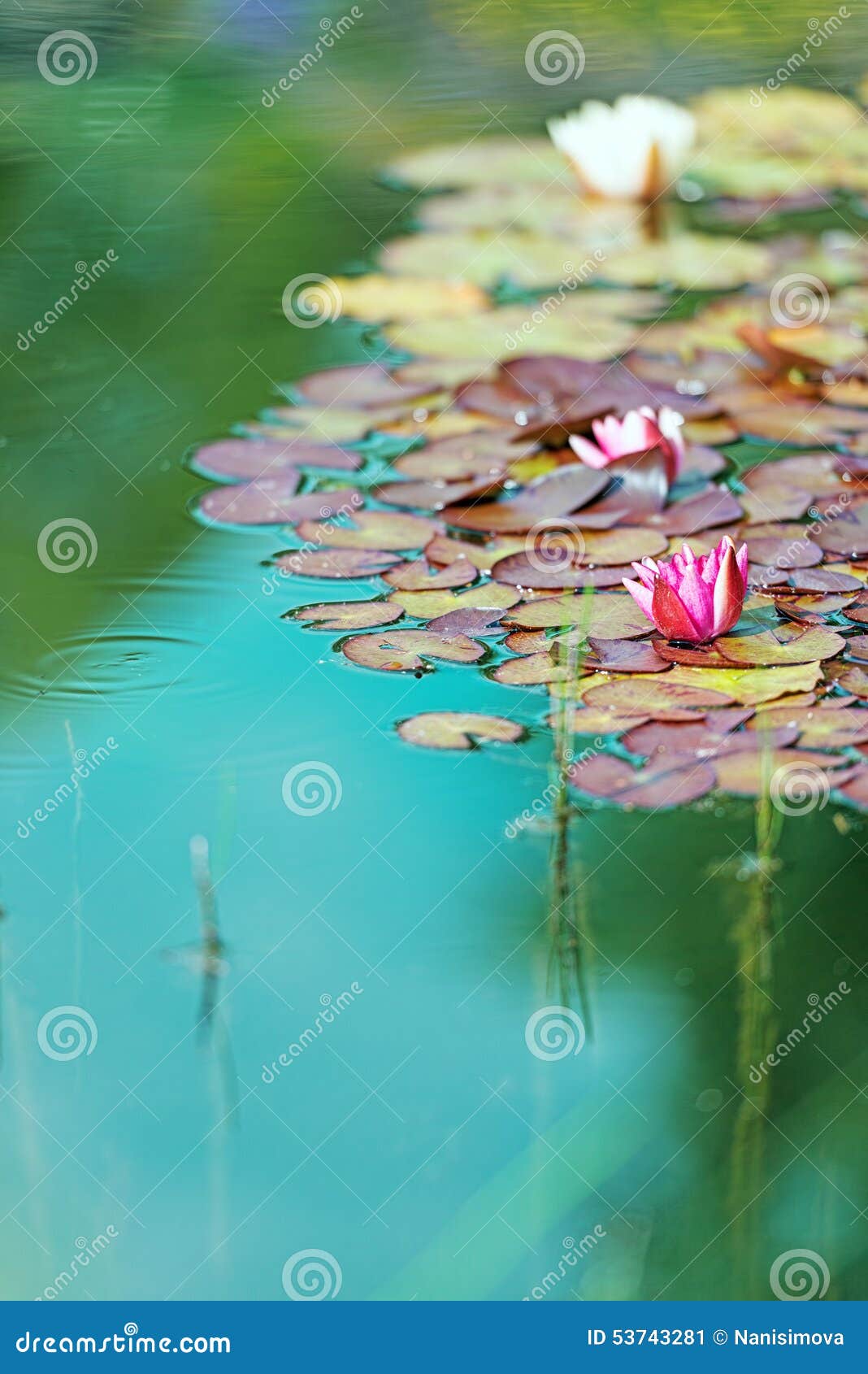 Red Waterlily in Garden Pond Vertical Stock Image - Image of botanical ...