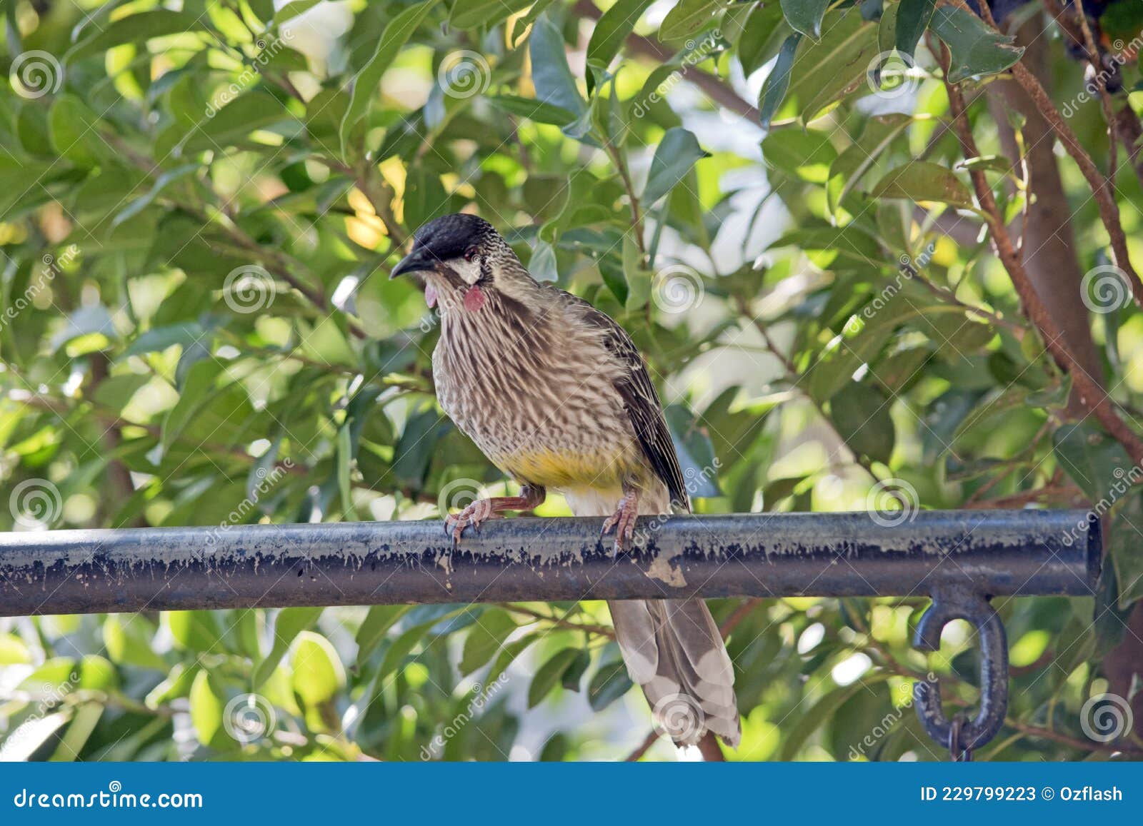 The Red Wattle Bird Has Two Little Red Wattles on Its Face Stock Image ...