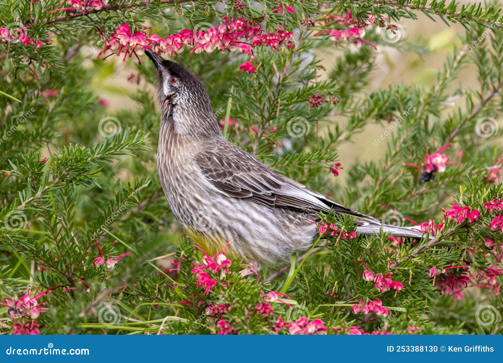 Red Wattle Bird stock photo. Image of anthochaera, wildlife - 253388130