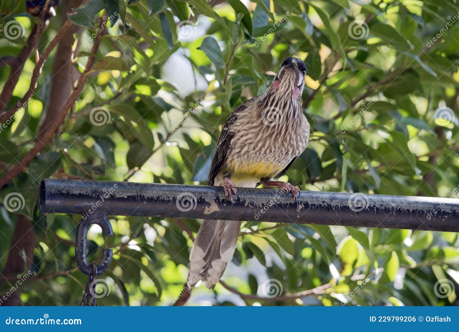 The Red Wattle Bird is Sitting on a Perch Stock Photo - Image of ...