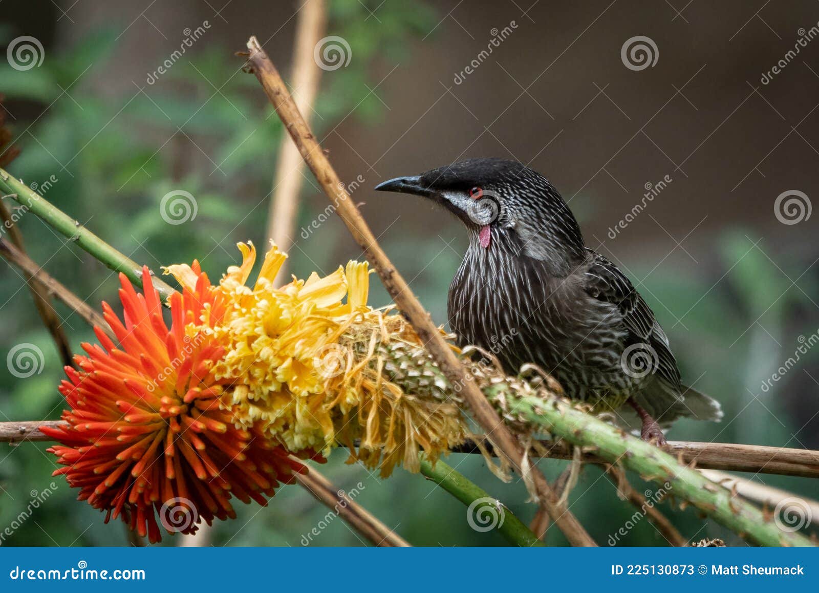 Red Wattlebird stock image. Image of melbourne, garden - 225130873