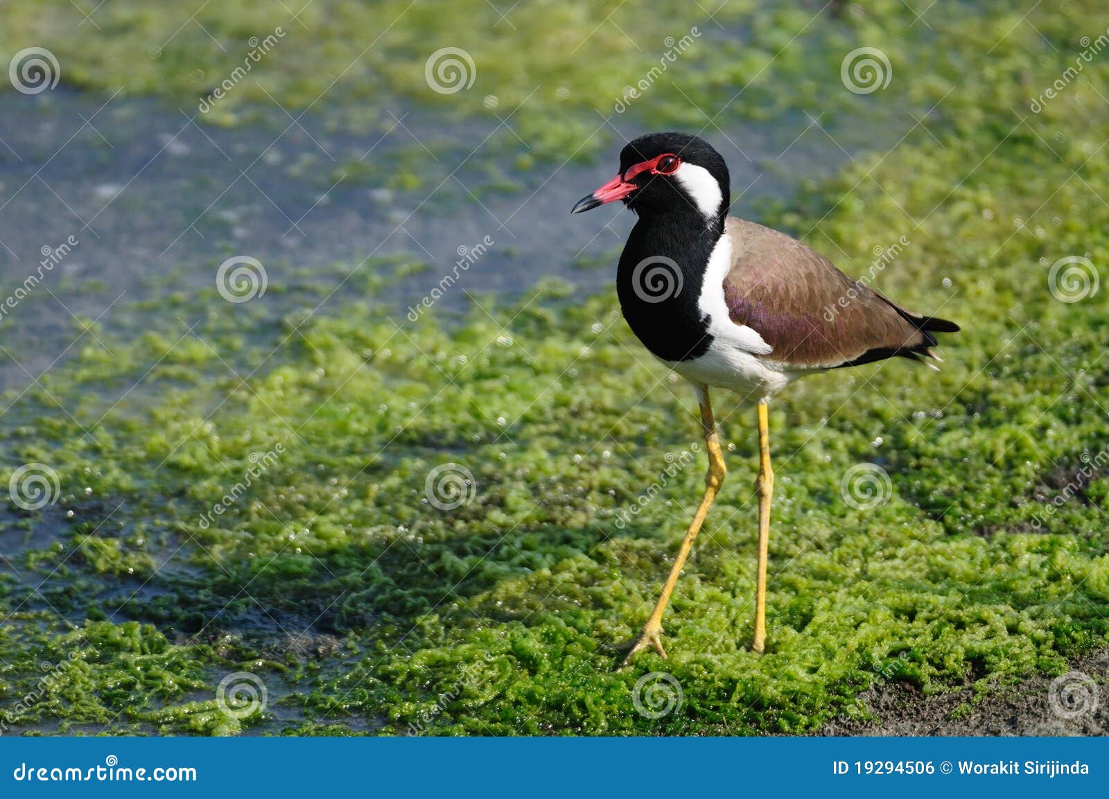 Red-Wattled Lapwing stock photo. Image of wildlife, lapwing - 19294506