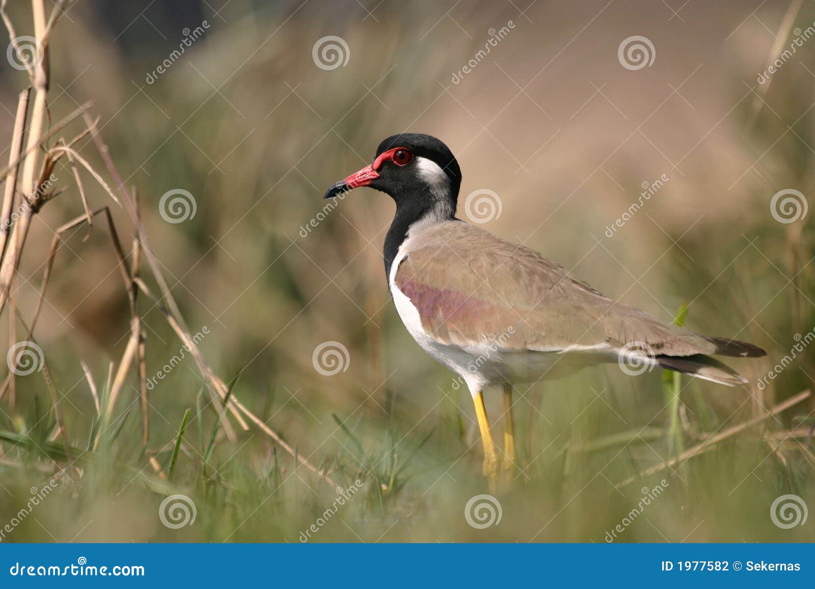 Red-wattled lapwing stock photo. Image of birds, indicus - 1977582
