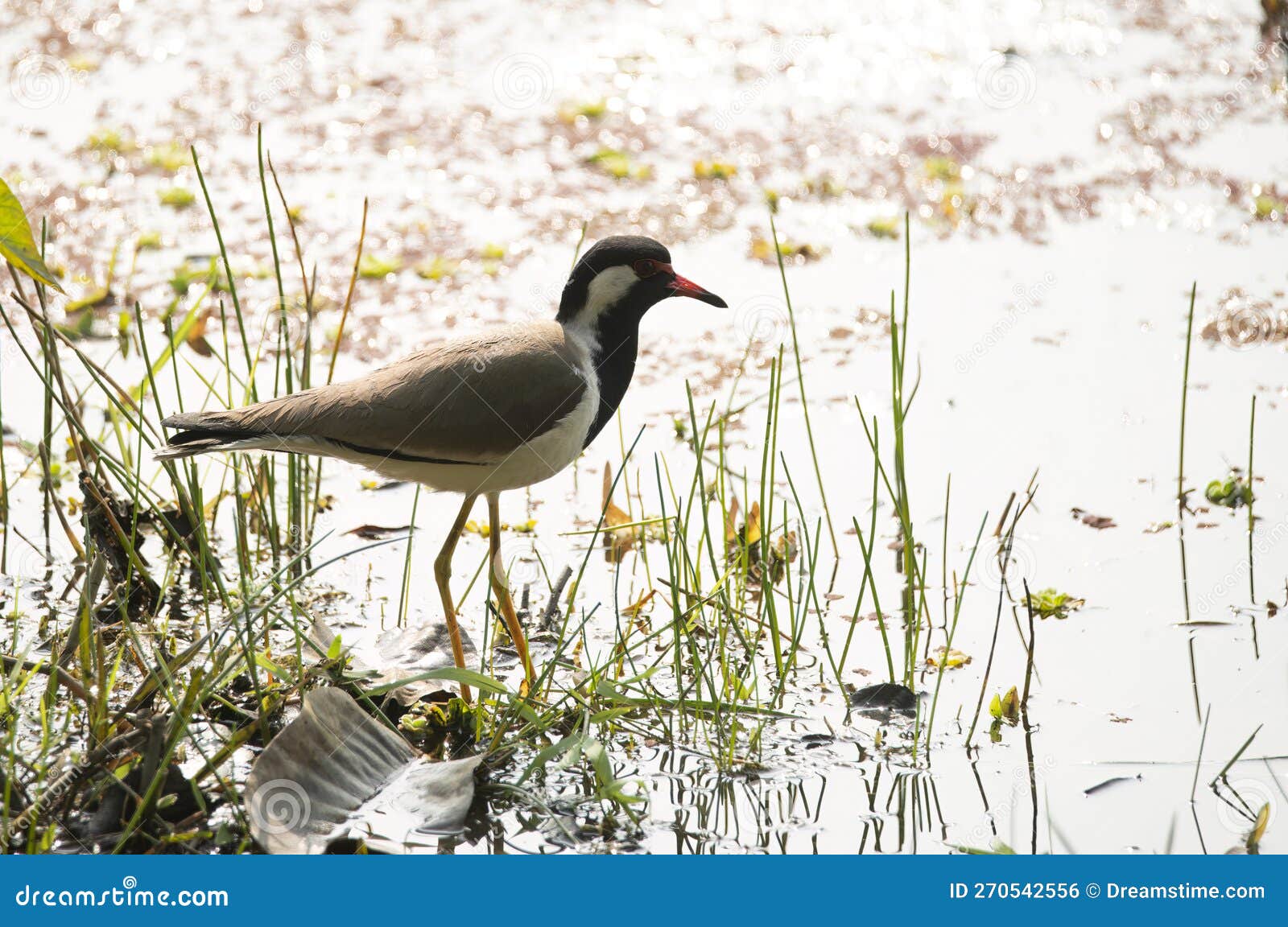 Red Wattled Lapwing stock photo. Image of avian, branch - 270542556