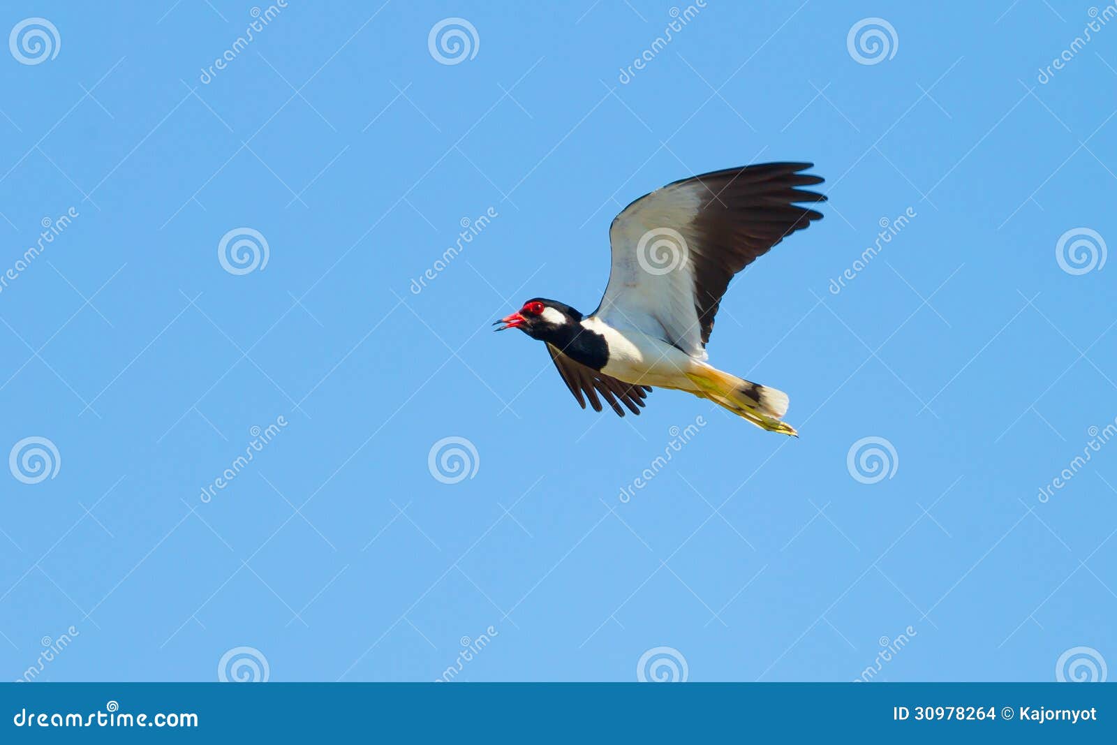 Red-wattled Lapwing bird stock photo. Image of israel - 30978264
