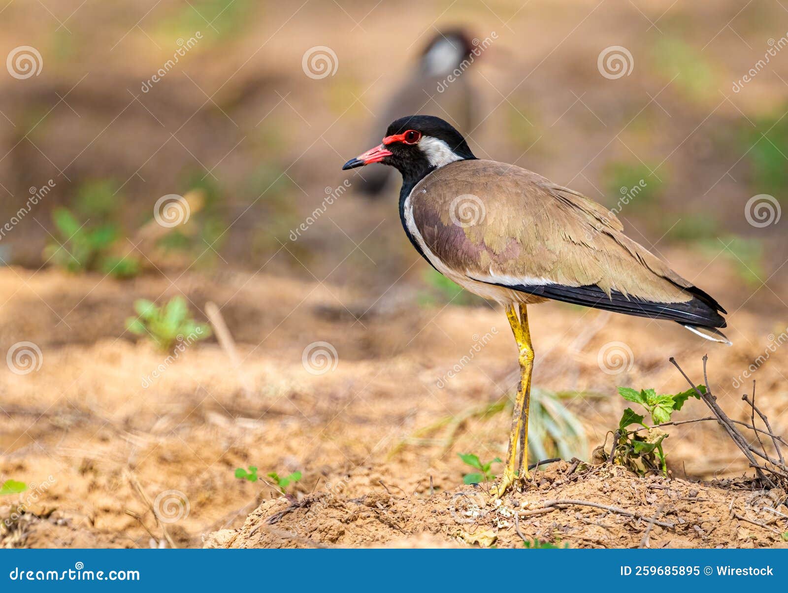 A Red Wattled Lapwing in a Field Stock Image - Image of fowl, wing ...