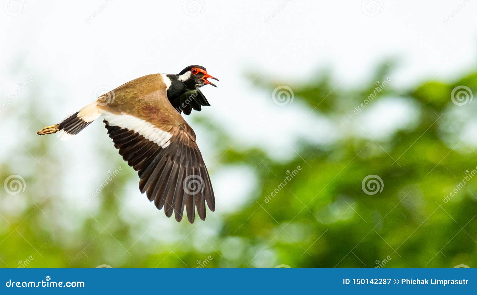 Red-Wattled Lapwing in Flight with Blur Green Tree Background Stock ...