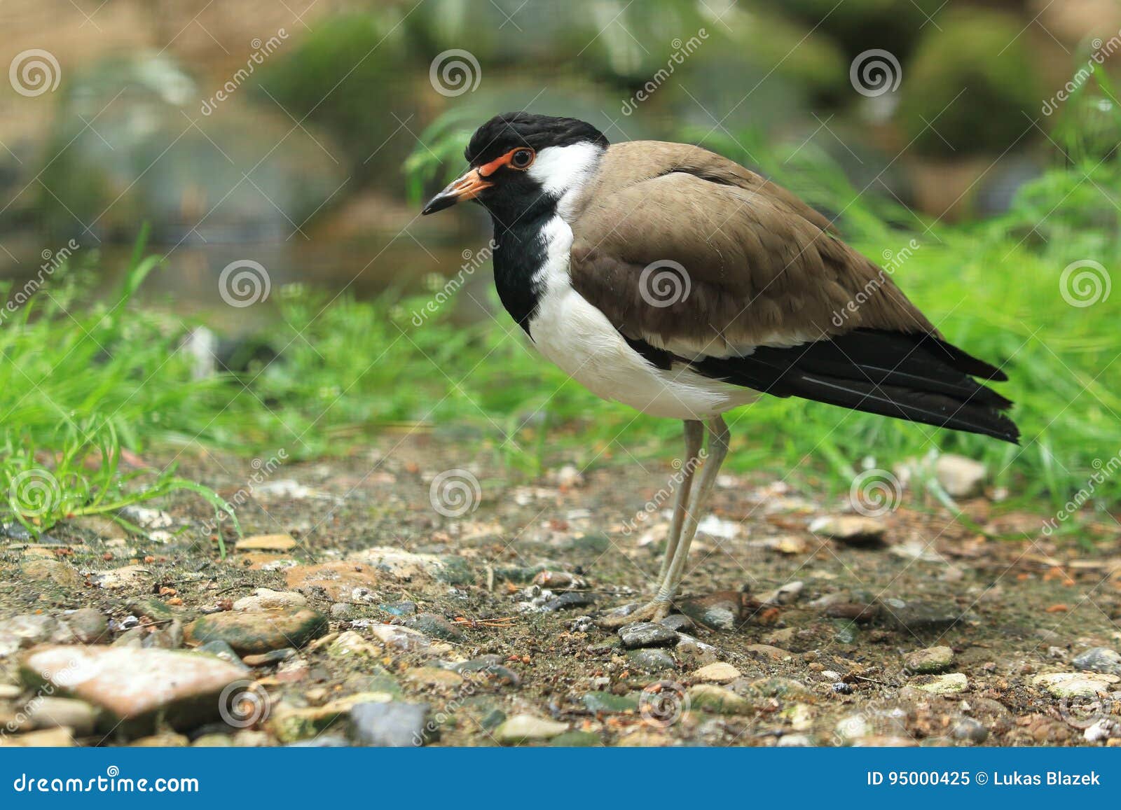 Red-wattled lapwing stock image. Image of nature, western - 95000425