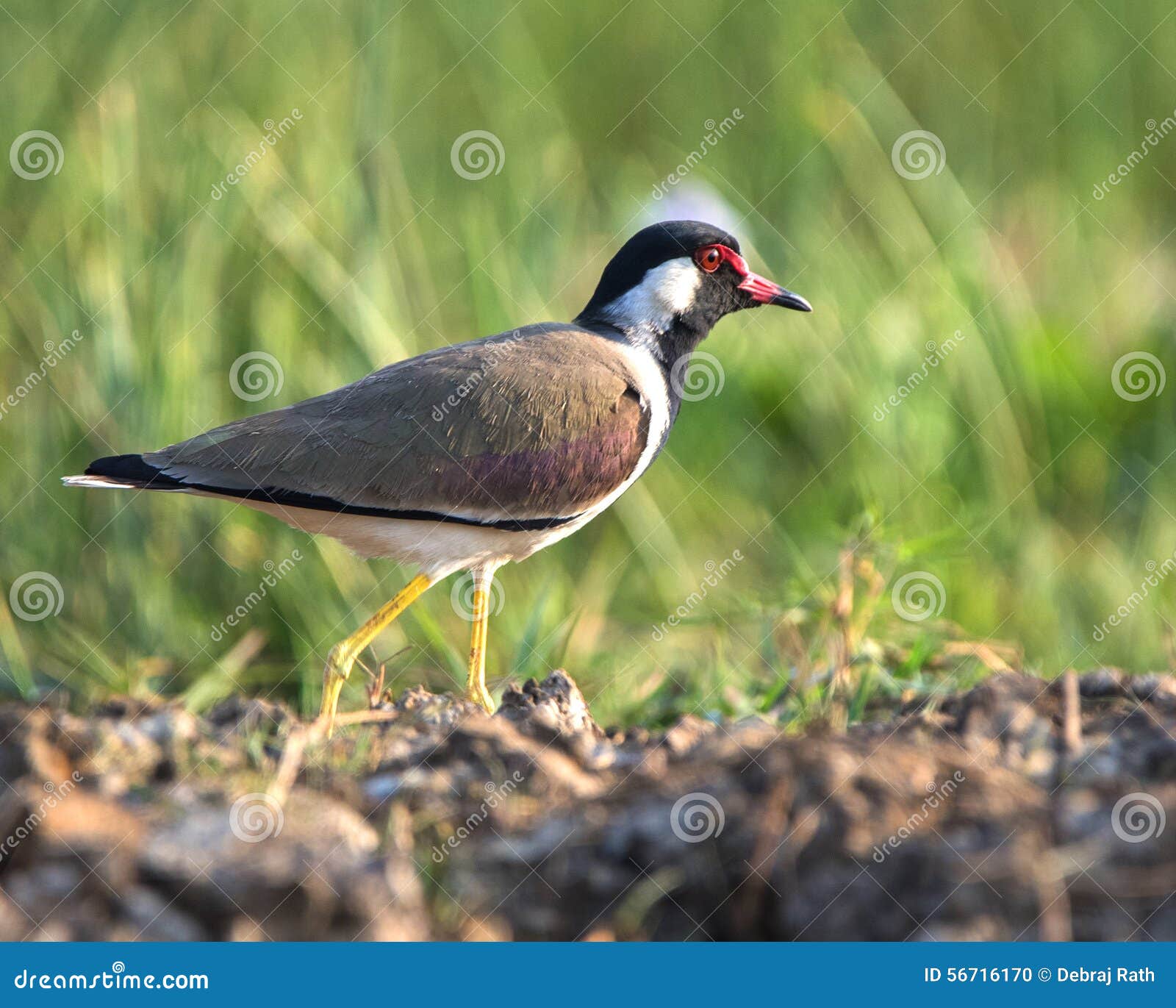 Red wattled lapwing stock photo. Image of lapwing, wildlife - 56716170