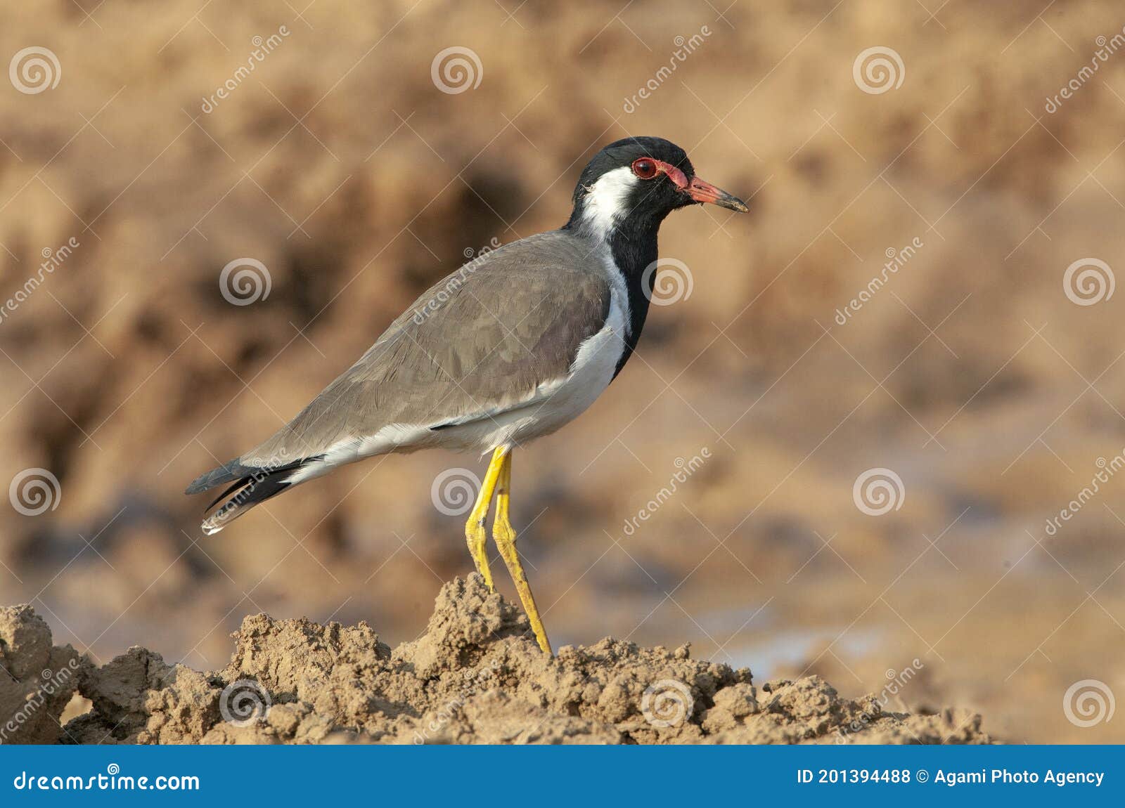 Red-wattled Lapwing, Vanellus Indicus Stock Photo - Image of nature ...