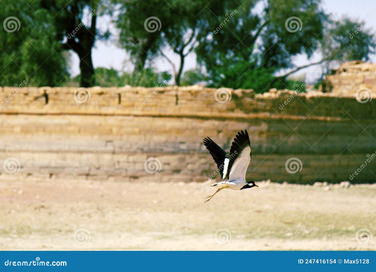 Red-wattled Lapwing (Vanellus Indicus Stock Photo - Image of migration ...