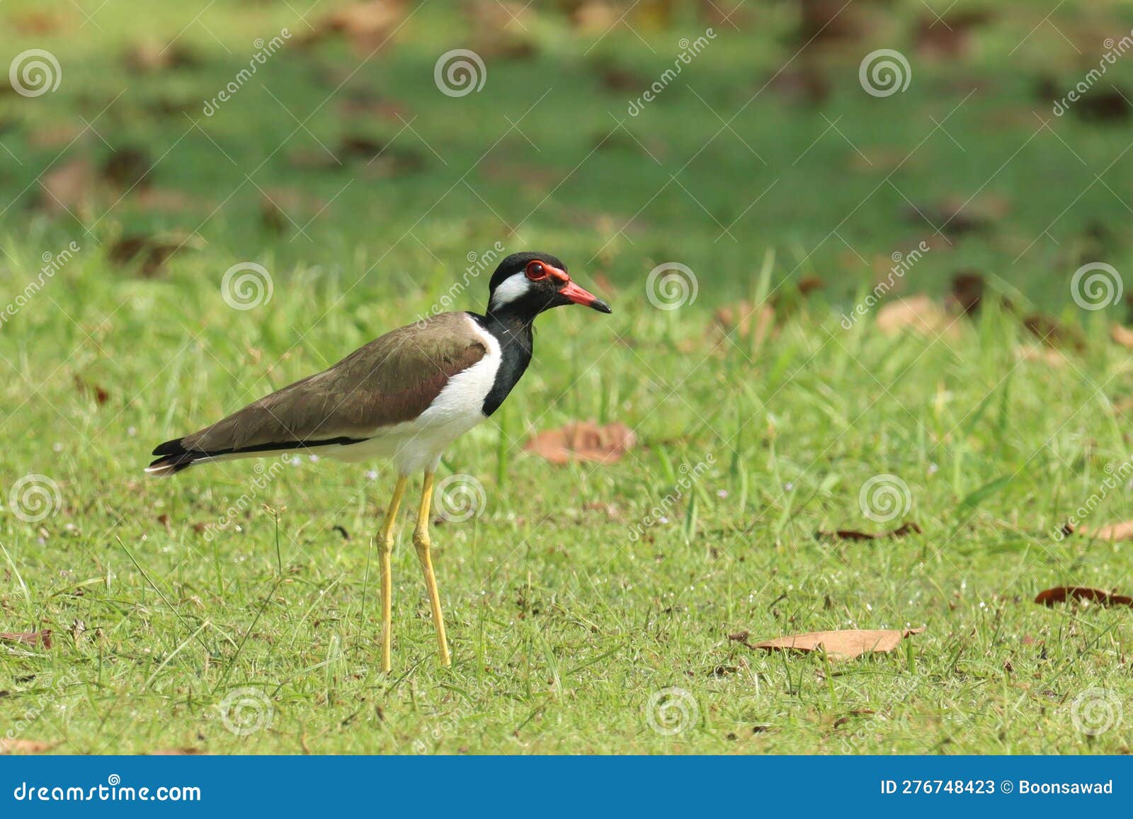 Red-wattled Lapwing (Vanellus Indicus) Walking in Grassland Stock Image ...