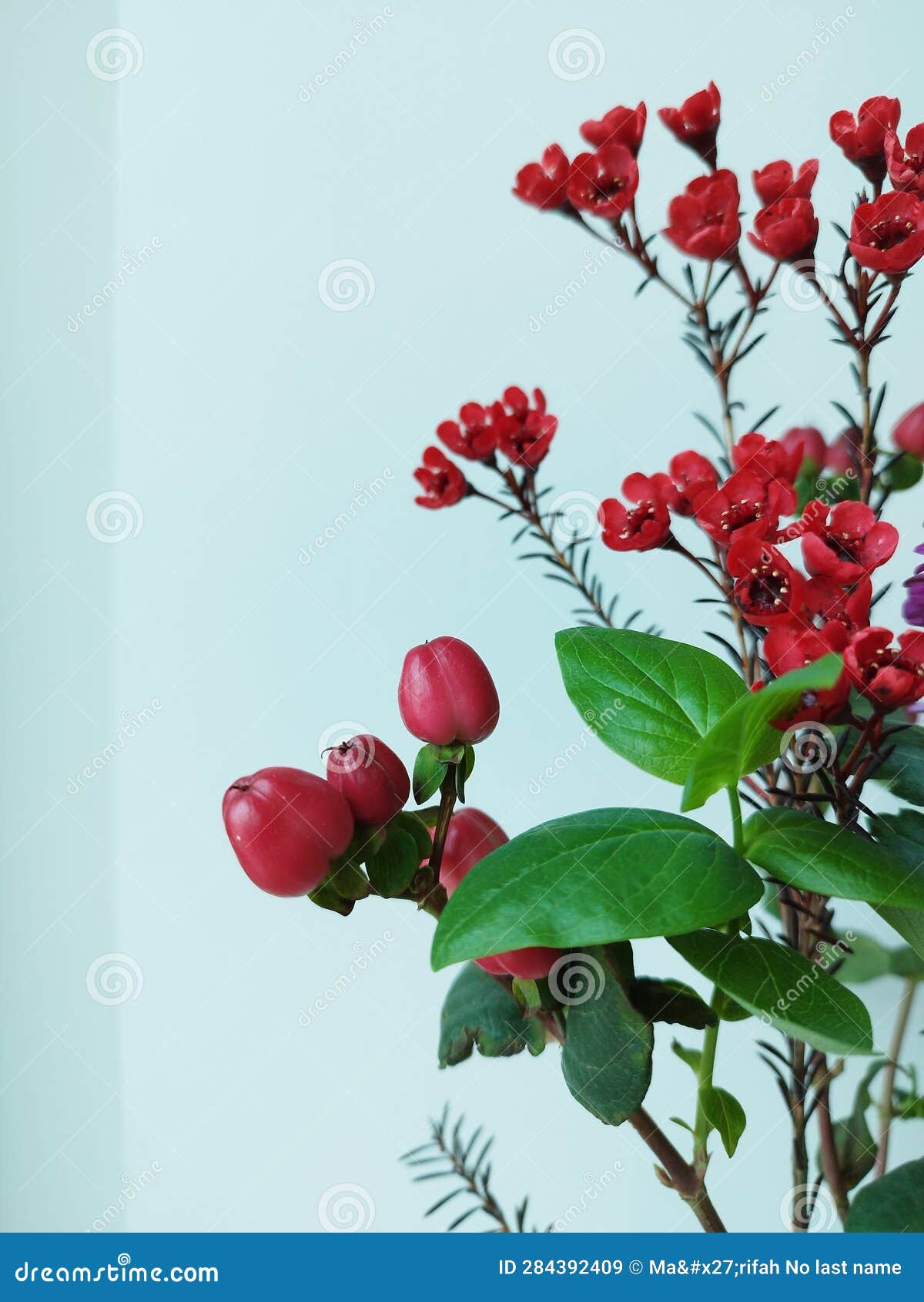 Red Waxflower for Indoor Decoration Ideas Stock Image - Image of indoor ...