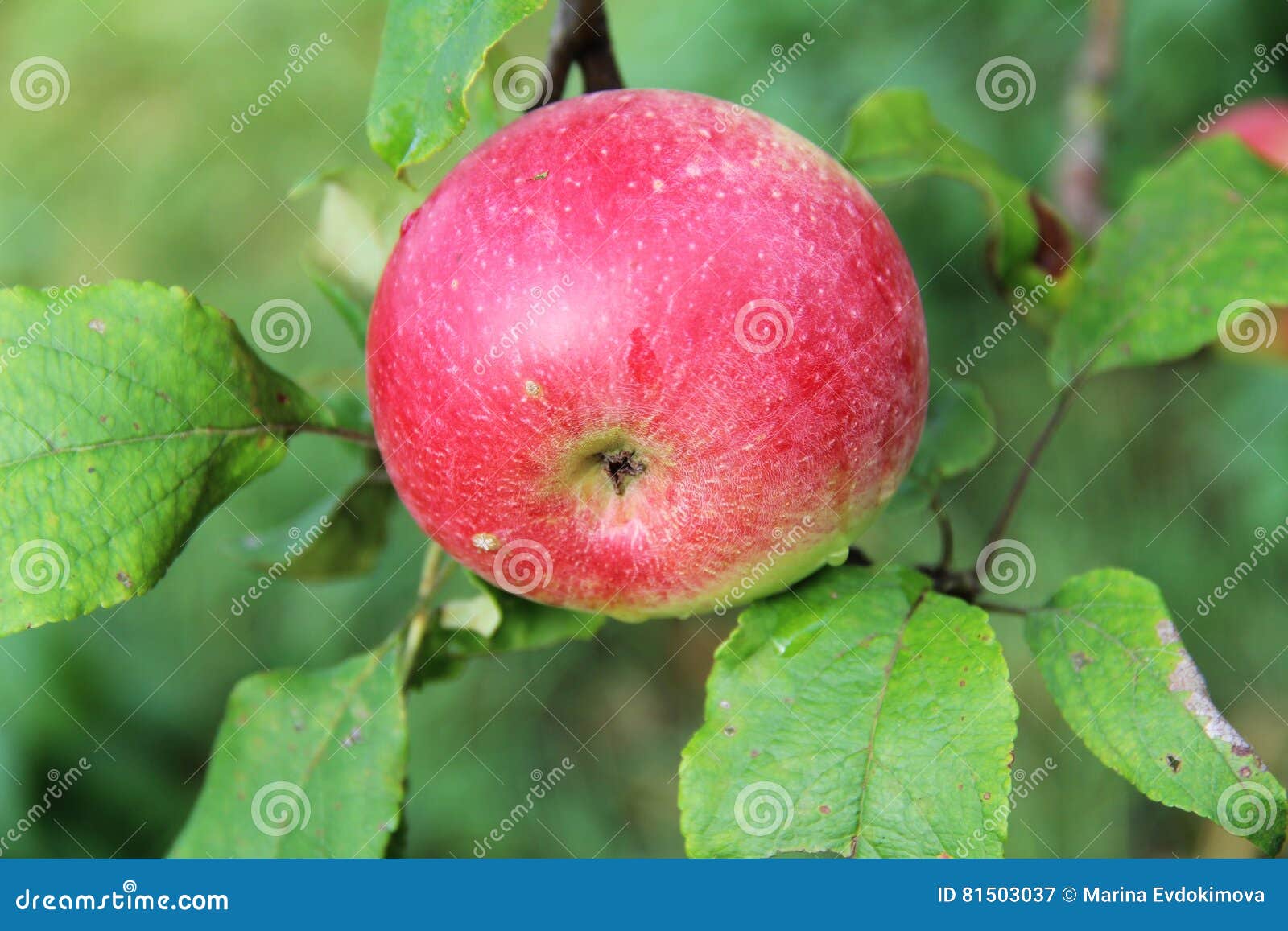 Red Wealthy Apple on Apple Tree Branch. Stock Image - Image of food ...