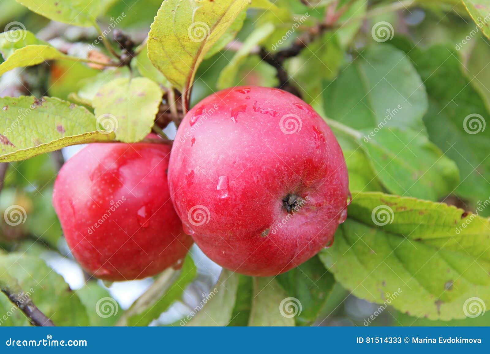 Red Wealthy Apples on Apple Tree Branch. Stock Image - Image of color ...