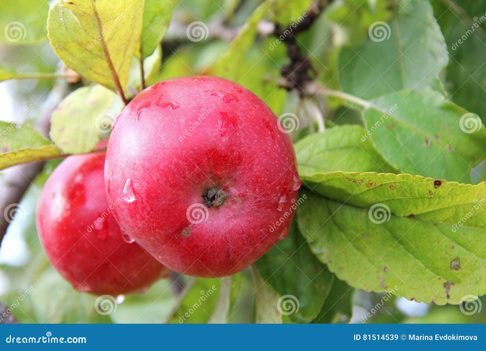 Red Wealthy Apples on Apple Tree Branch. Stock Image - Image of ...